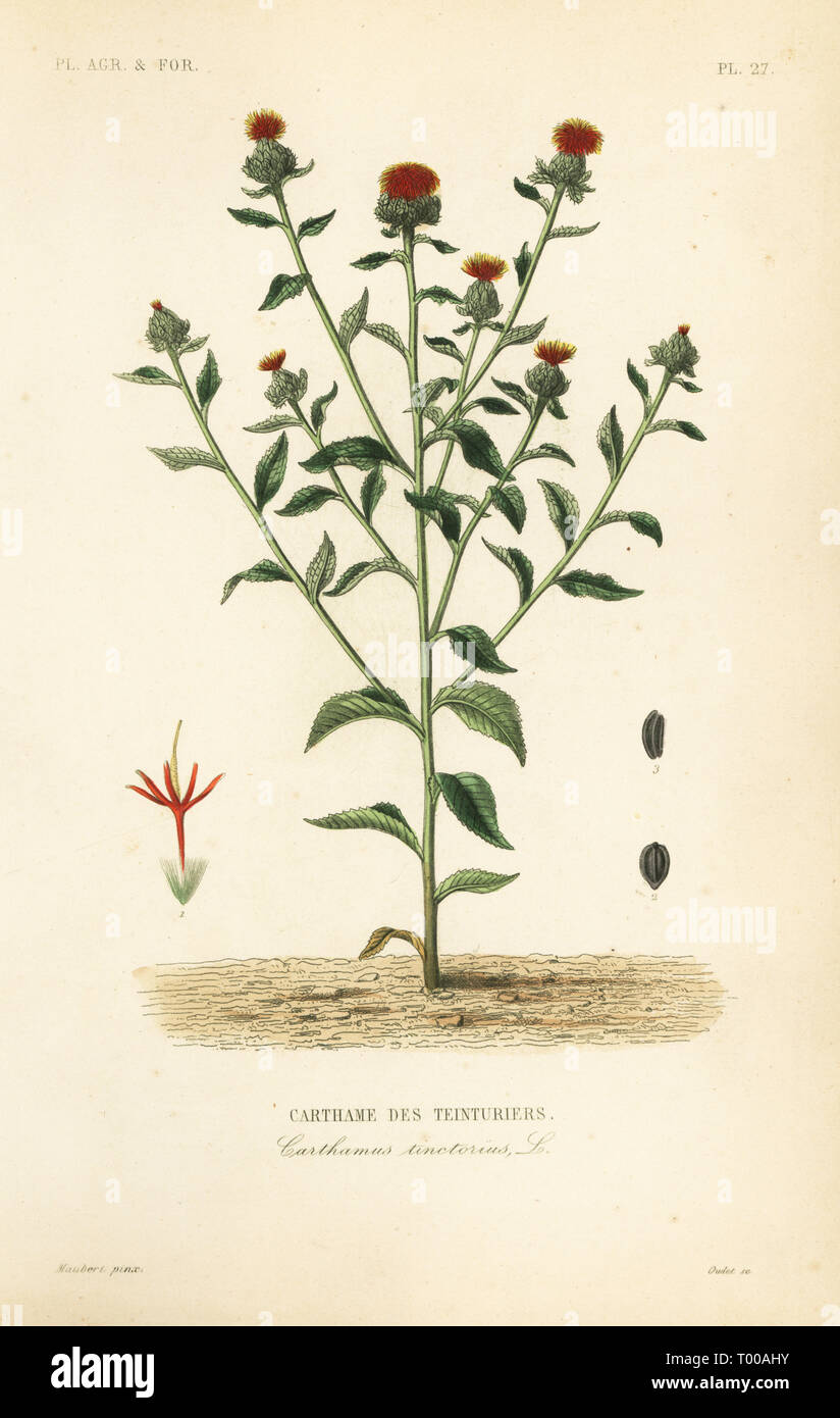 Carthame des teinturiers Banque de photographies et d’images à haute ...