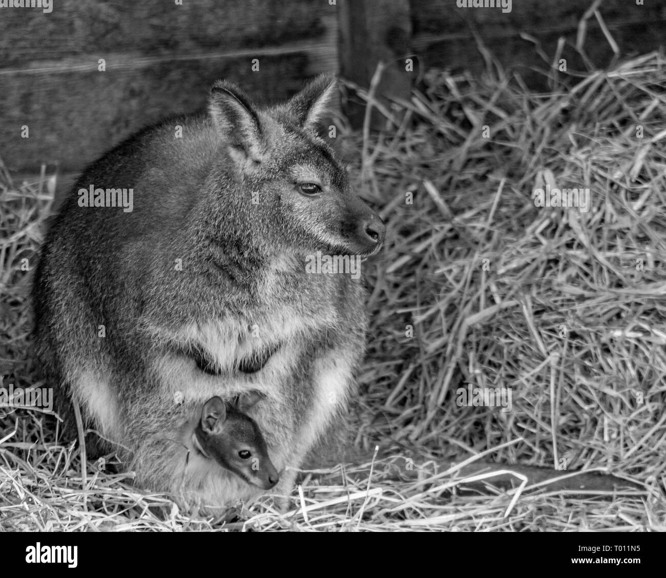 Hop buisson Banque d'images noir et blanc - Alamy