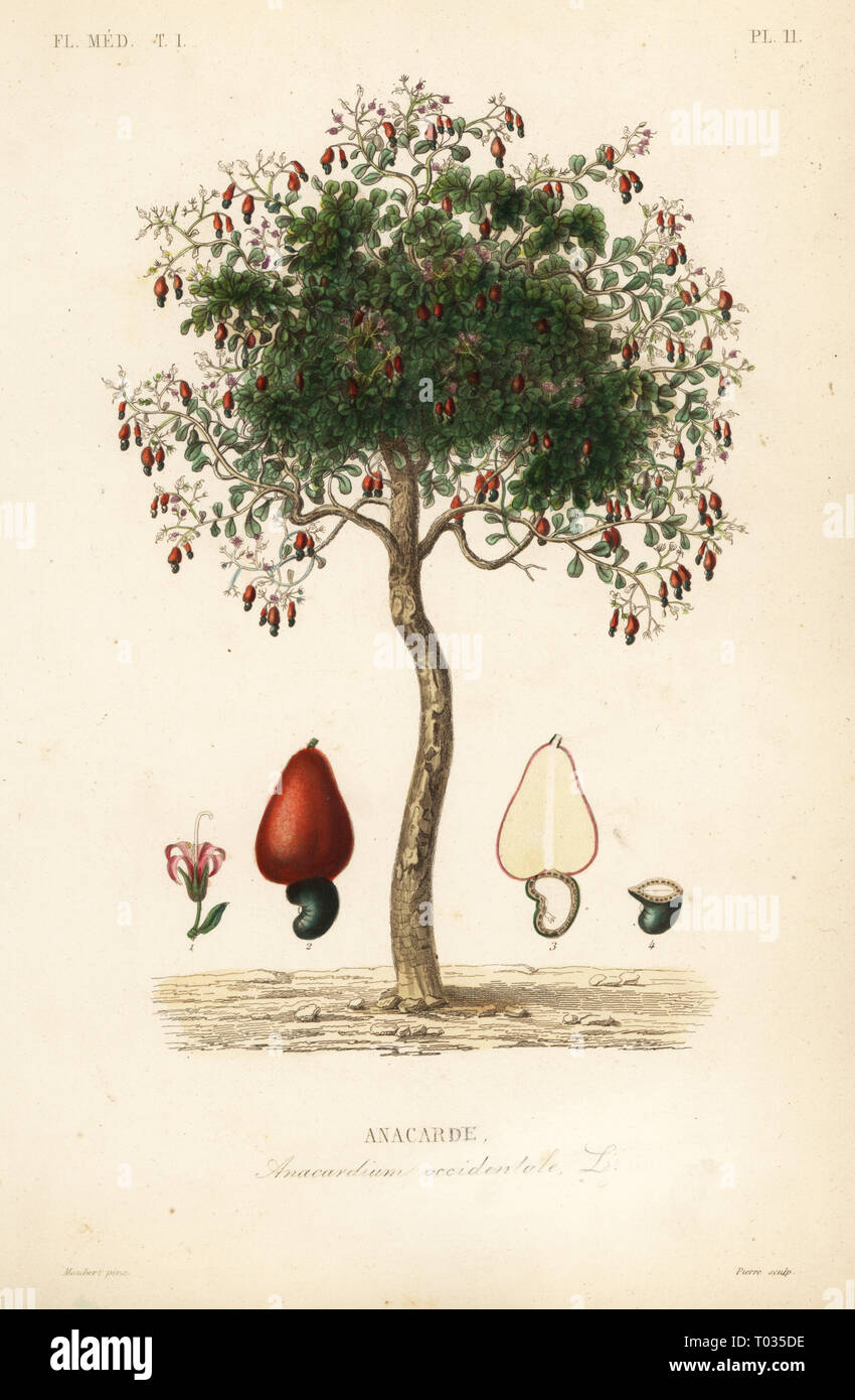 Anacardier ou arbre de noix de cajou, Anacardium occidentale, l ...