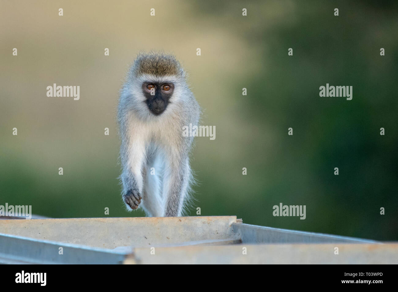 Un singe à face noire, Chlorocebus pygerythrus, Maasai Mara National ...