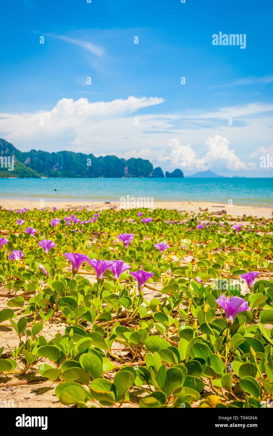 Fleurs qui fleurissent sur la magnifique plage de krabi Banque de ...