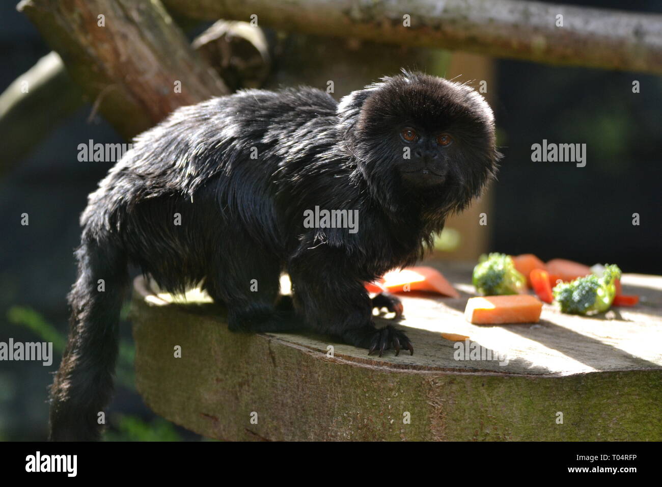 Petit singe noir Banque de photographies et d’images à haute résolution ...