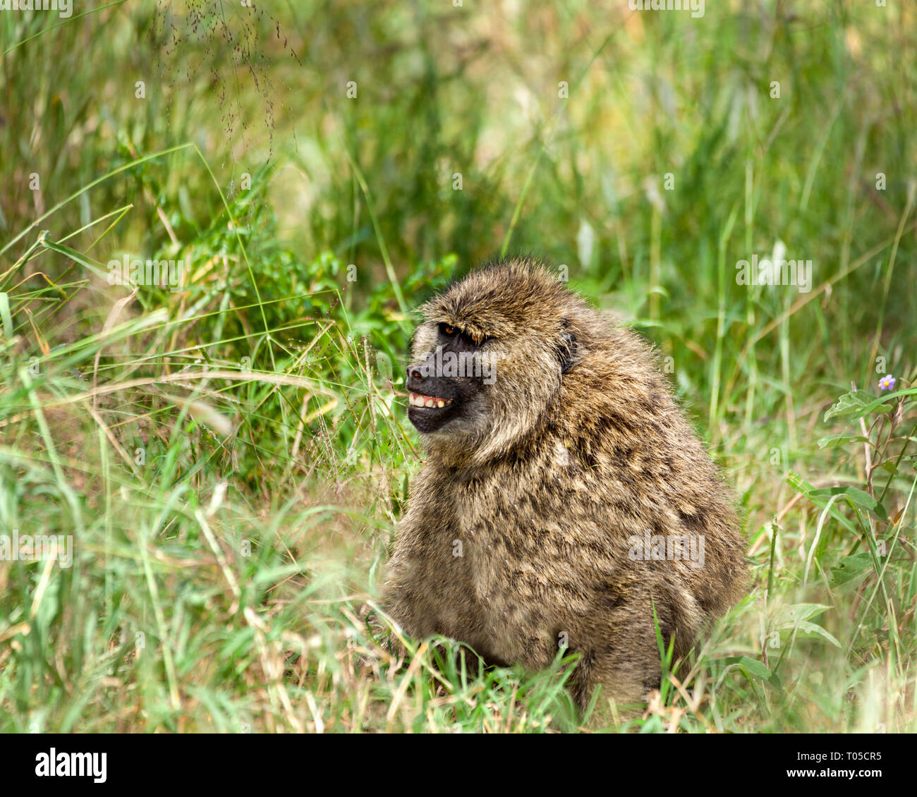 Sourire singe Banque de photographies et d’images à haute résolution ...