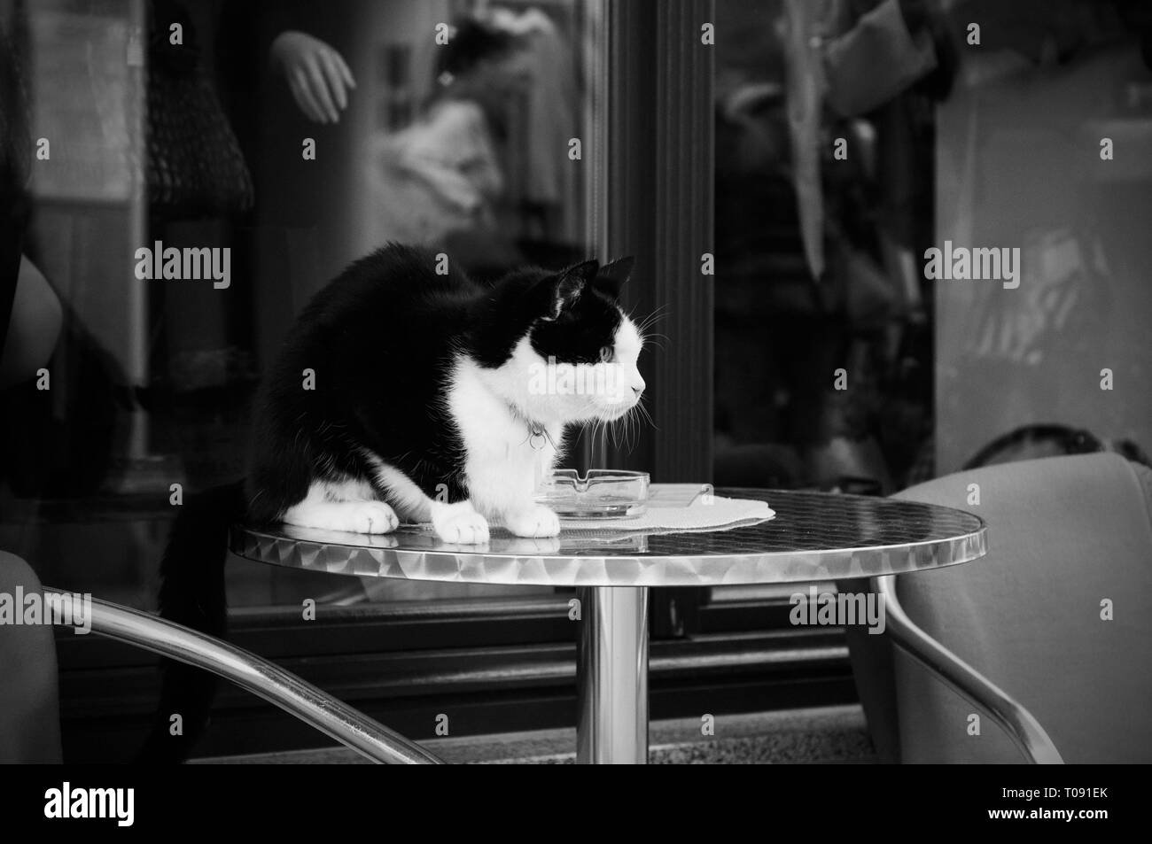 Chat noir et blanc restaurant Banque de photographies et d’images à ...