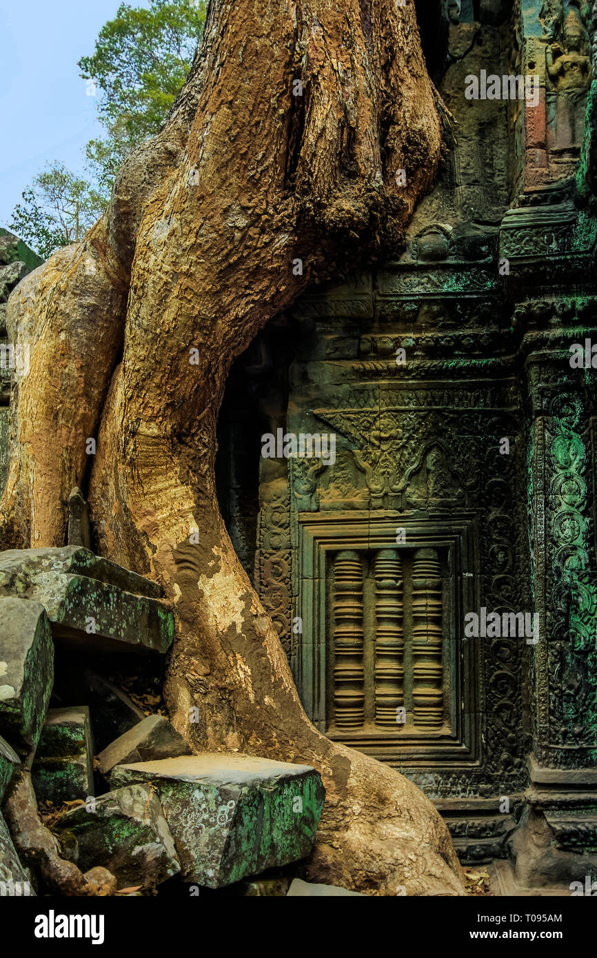 Tomb raider tree Banque de photographies et d’images à haute résolution ...