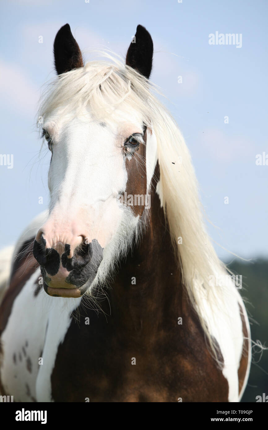 Irish cob Banque de photographies et d’images à haute résolution - Alamy