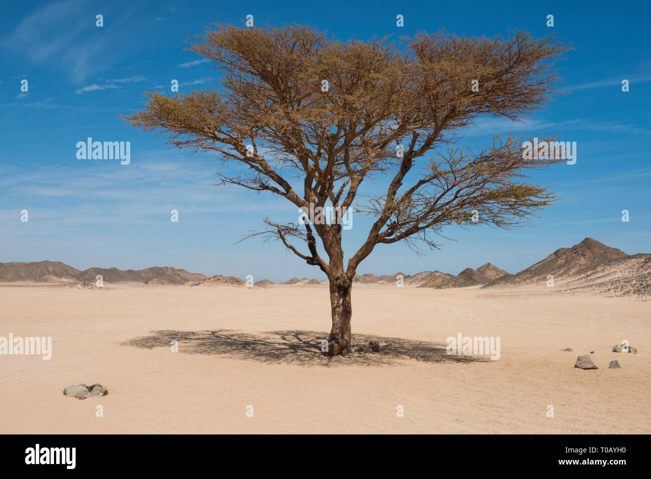 Panorama du paysage de sahara acacia arbre qui pousse dans le désert ...
