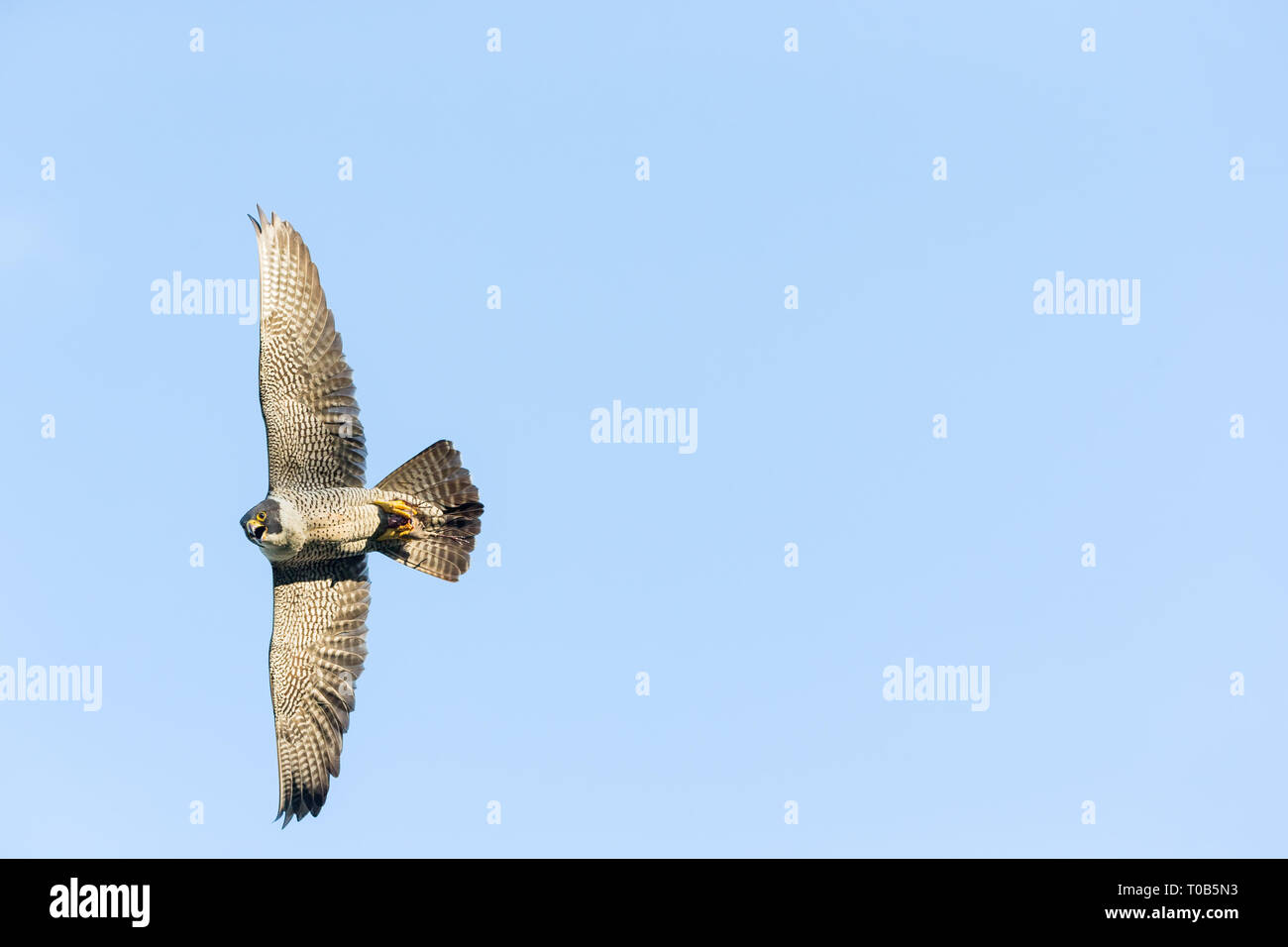 Faucon pélerin vol Banque de photographies et d’images à haute ...
