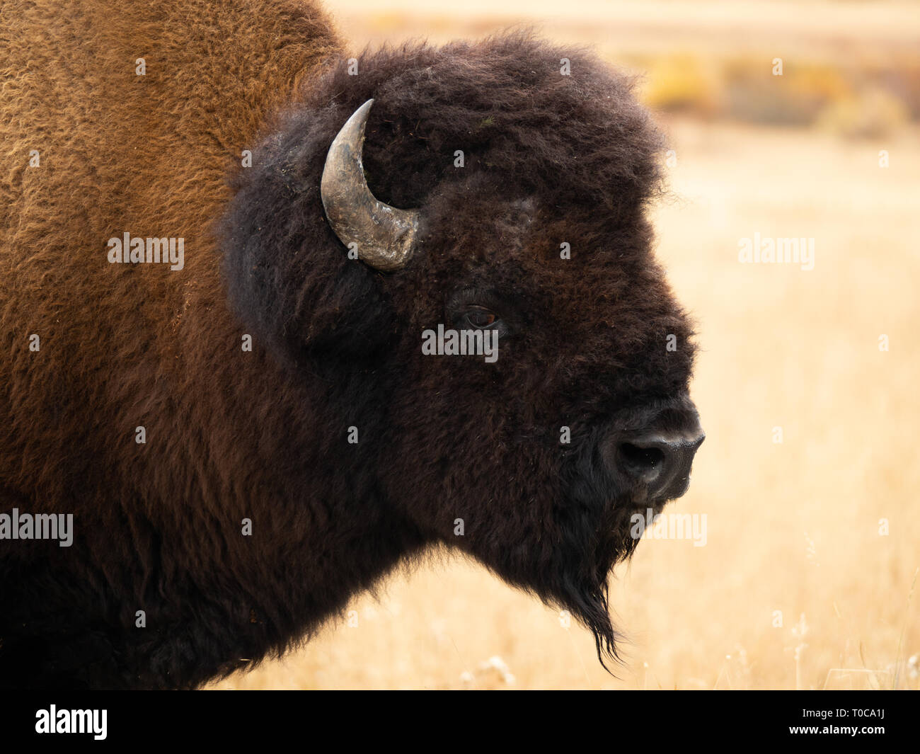 Bosse de bison Banque de photographies et d’images à haute résolution ...