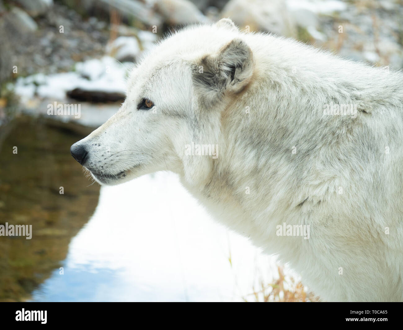 Tete de loup profile Banque de photographies et d’images à haute ...
