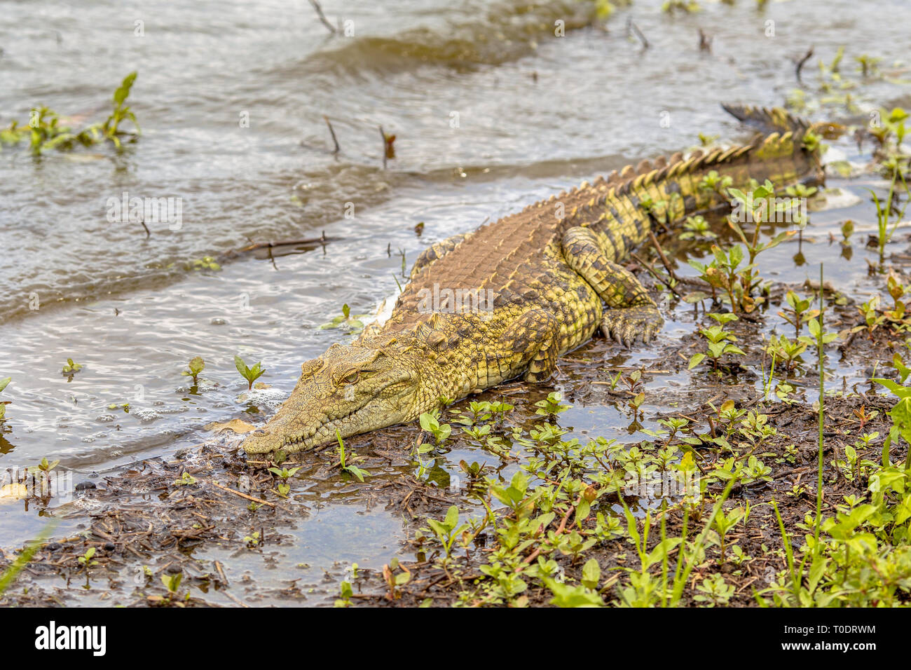 Crocodile waterhole Banque de photographies et d’images à haute ...