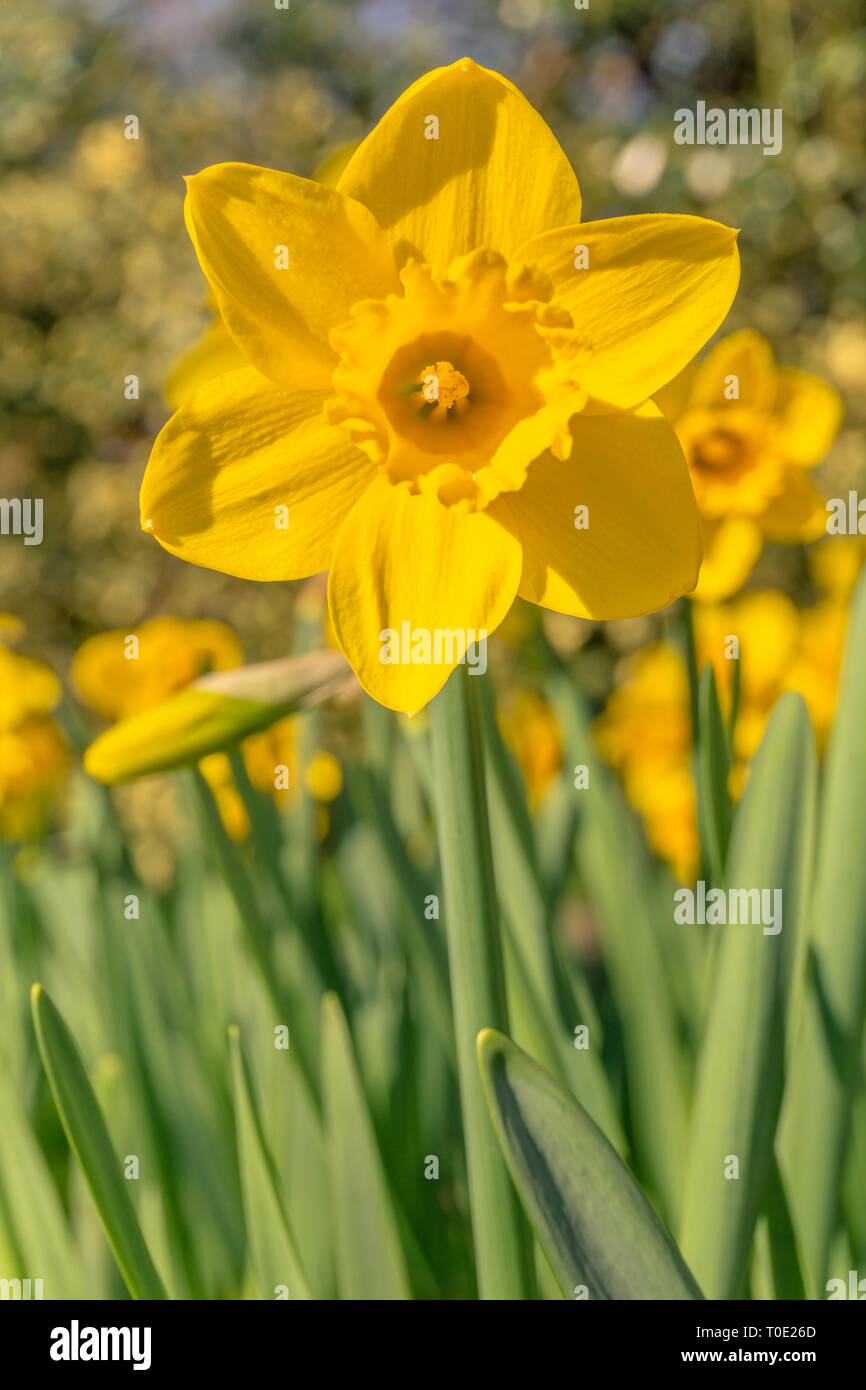 Close-up d'un beau jaune jonquille (Narcissus ) au printemps. Avis de floraison des jonquilles ...