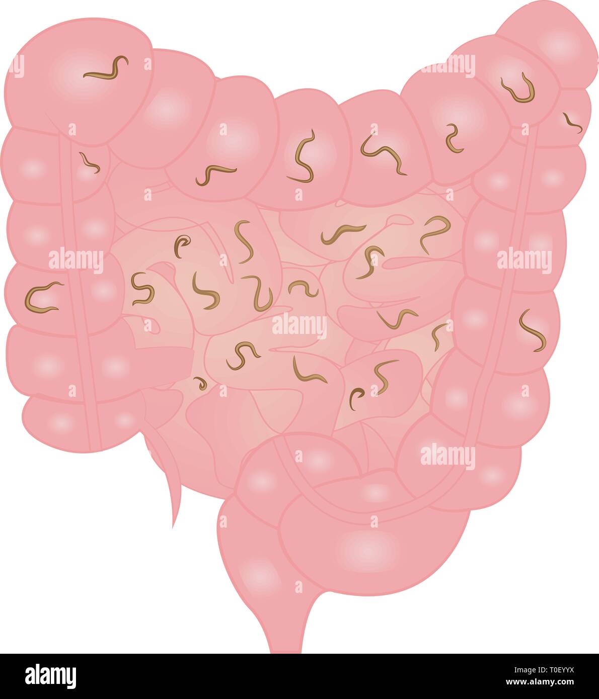 Helminthes gastro intestinaux Banque d'images vectorielles - Alamy