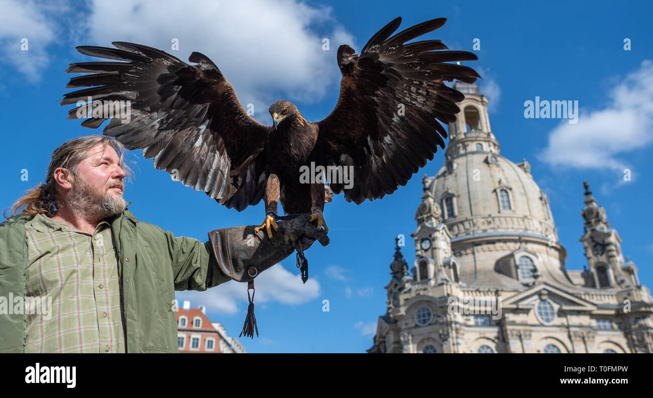 20 mars 2019, Saxe, Dresde : Falconer Peter Schaaf et son aigle Shiva ...