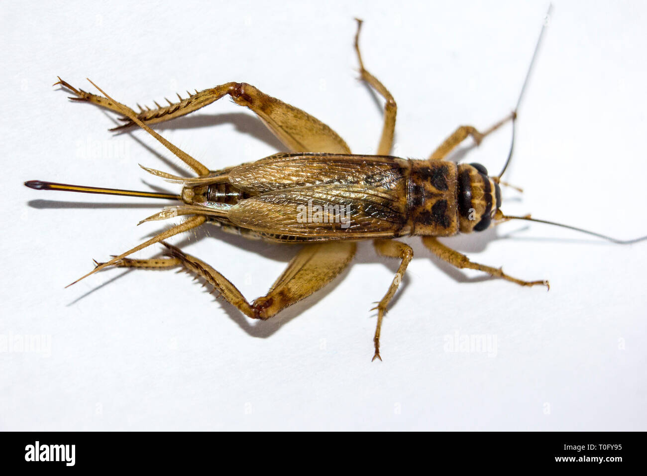 Cigale insecte Banque de photographies et d’images à haute résolution ...