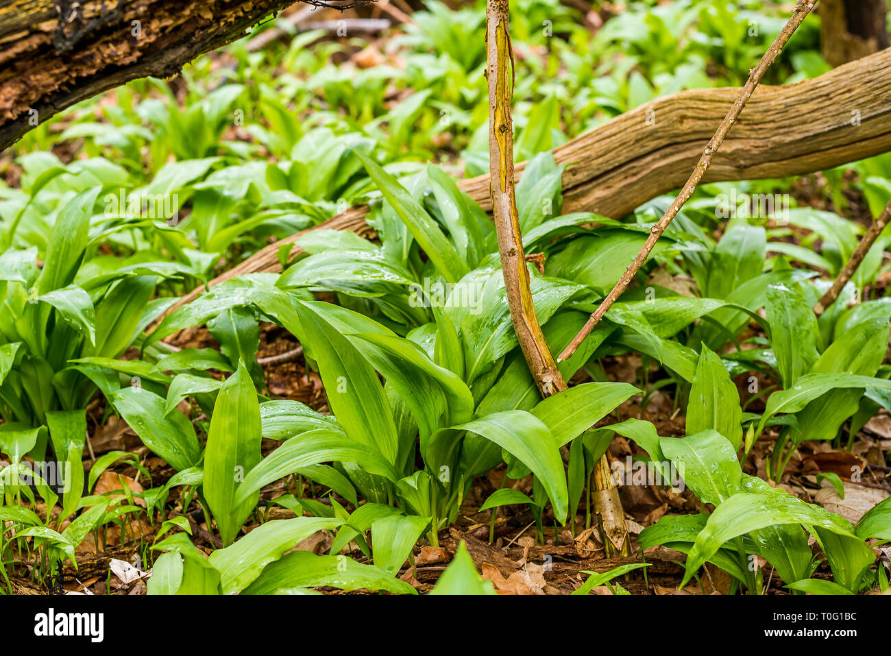 Plante d'ail sauvage Banque de photographies et d’images à haute ...