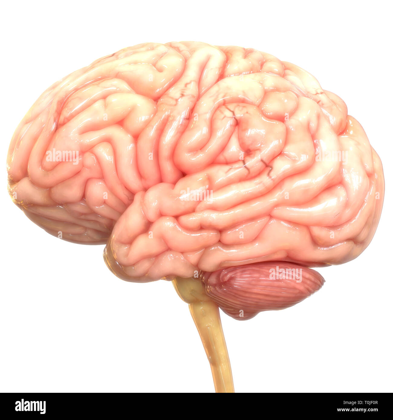 Anatomie cerveau humain 3d Banque d'images détourées - Page 2 - Alamy