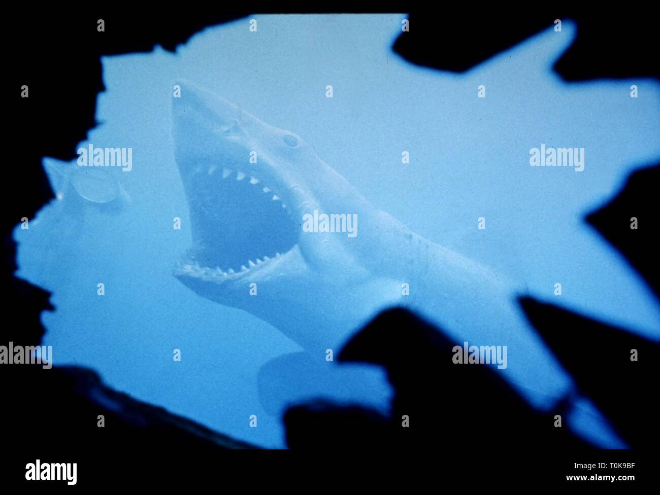 Shark jaws 1975 Banque de photographies et d’images à haute résolution - Alamy