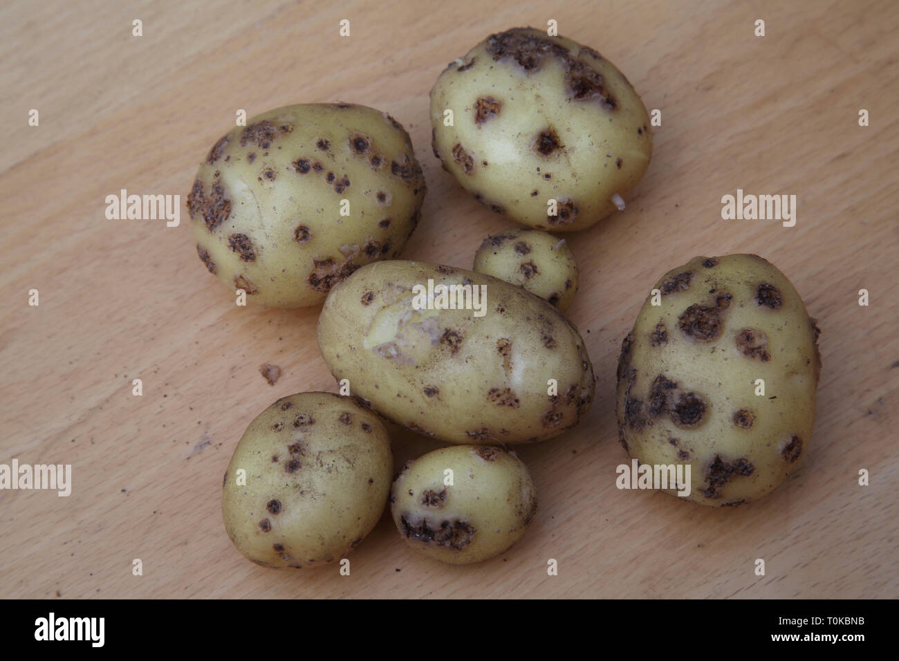Les pommes de terre avec la gale commune Maladie causée par ...