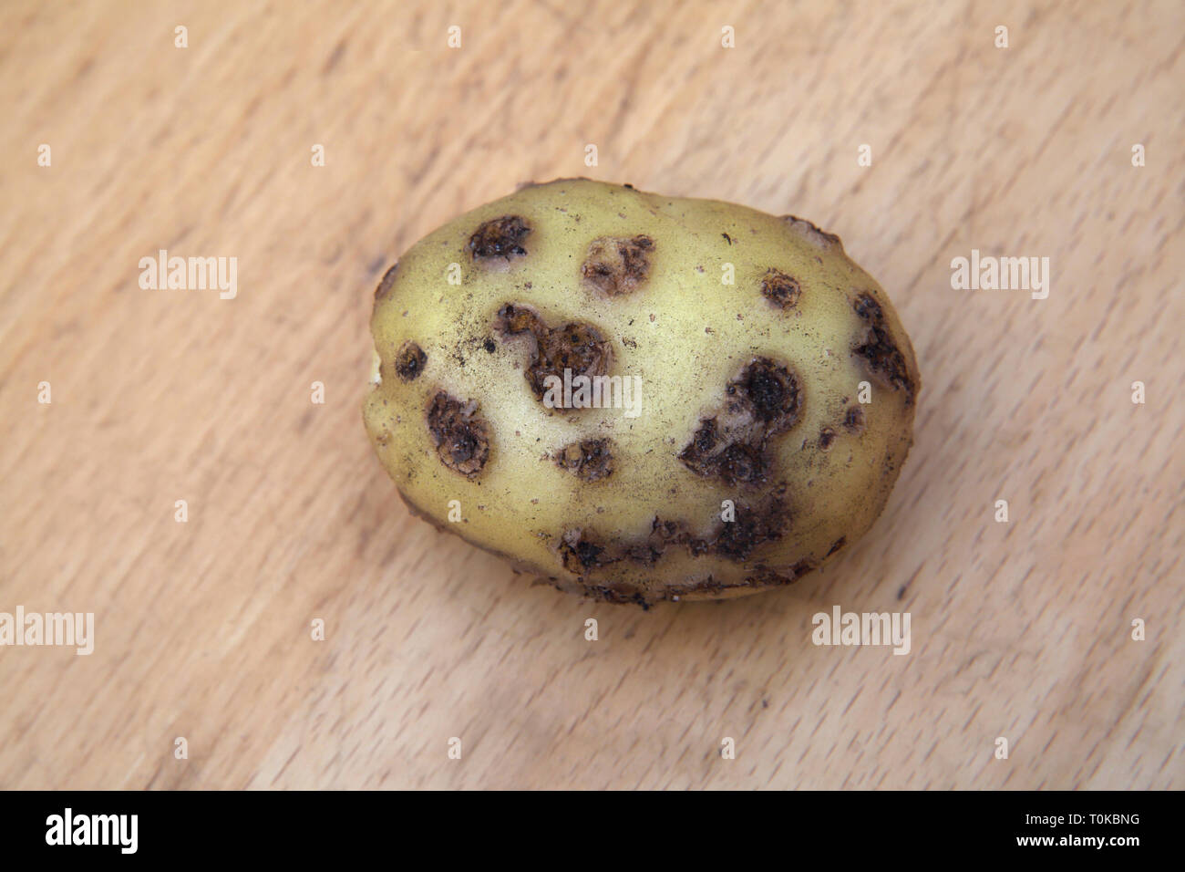 La gale commune de la pomme de terre causée par Streptomyces scabies ...