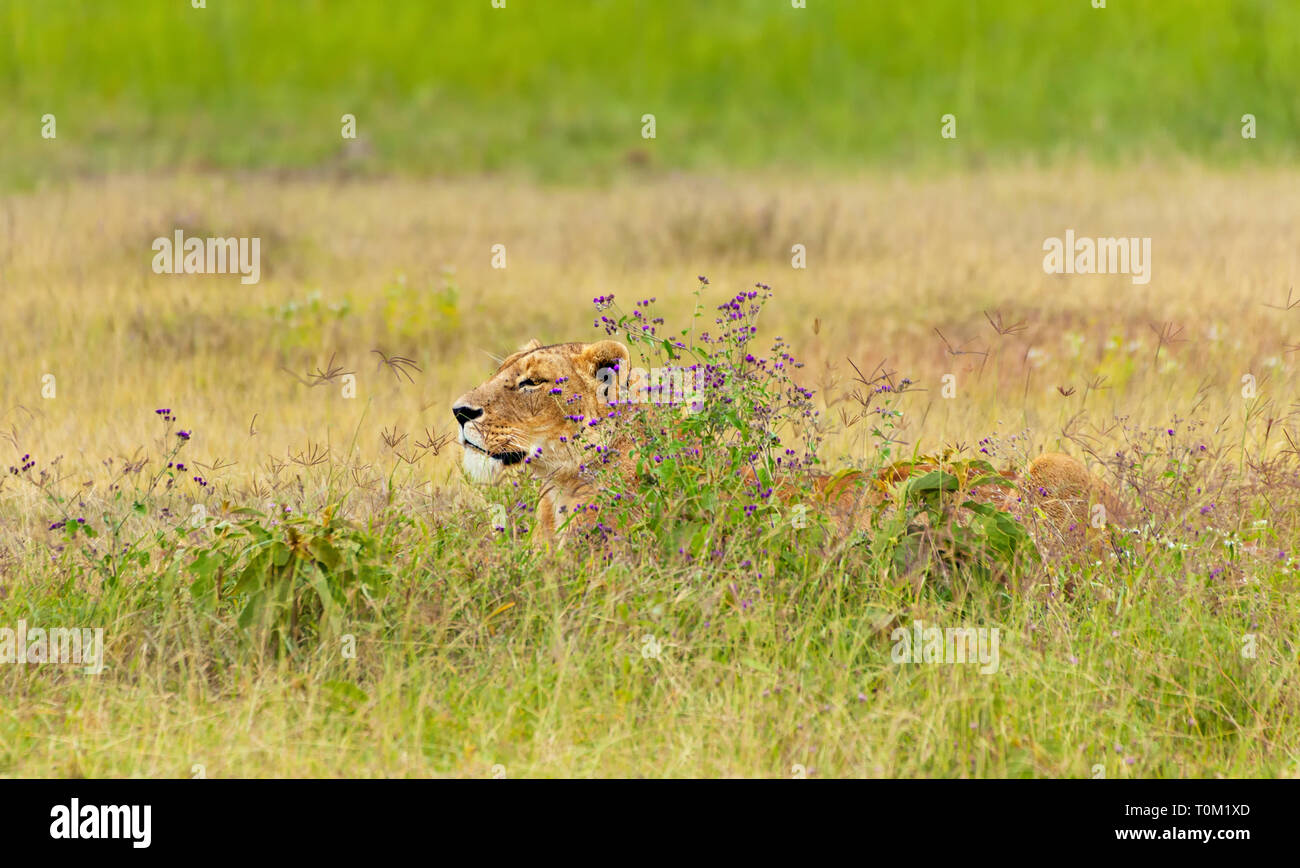 Lion violet Banque de photographies et d’images à haute résolution - Alamy