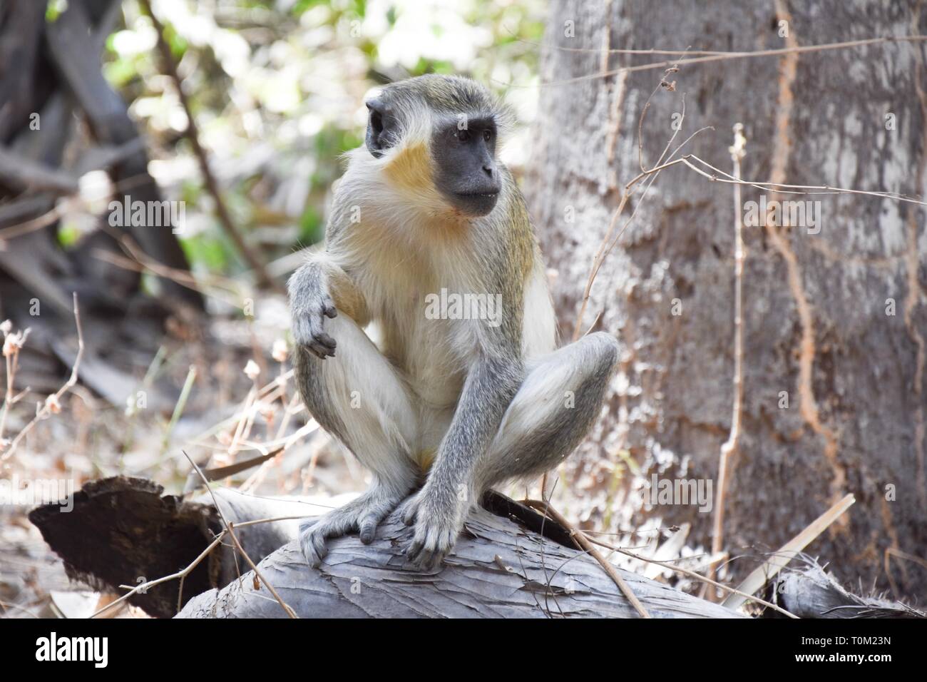 Grands singes arbres Banque de photographies et d’images à haute ...