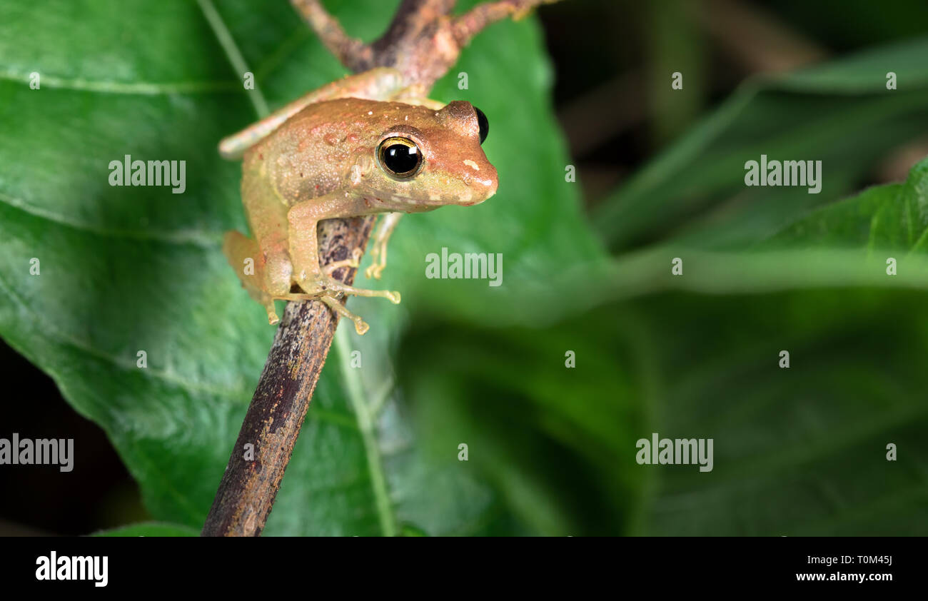 Grenouille de pluie fitzinger Banque de photographies et d’images à ...