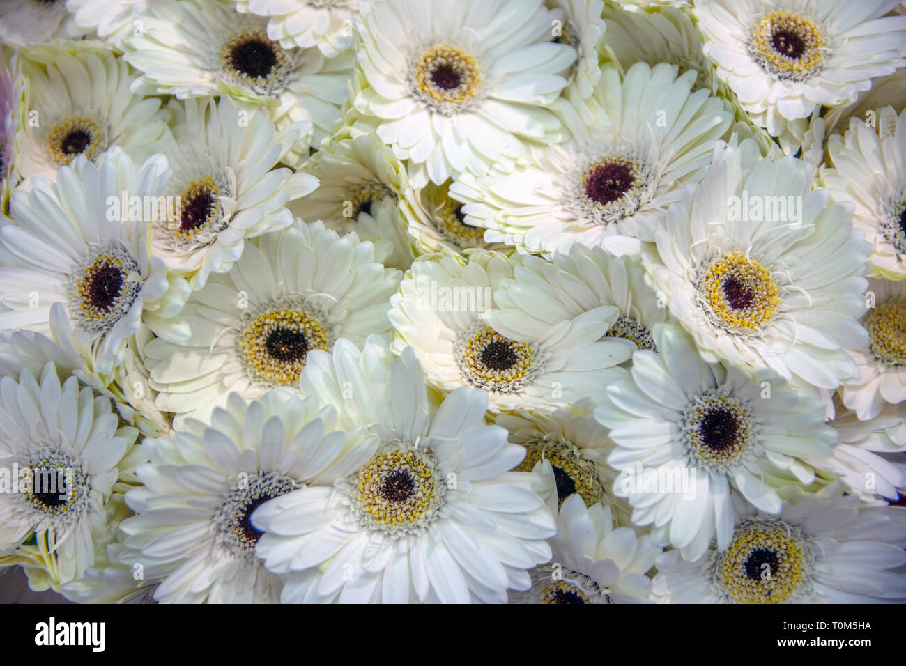 Fleur de gerbera germini Banque de photographies et d’images à haute ...