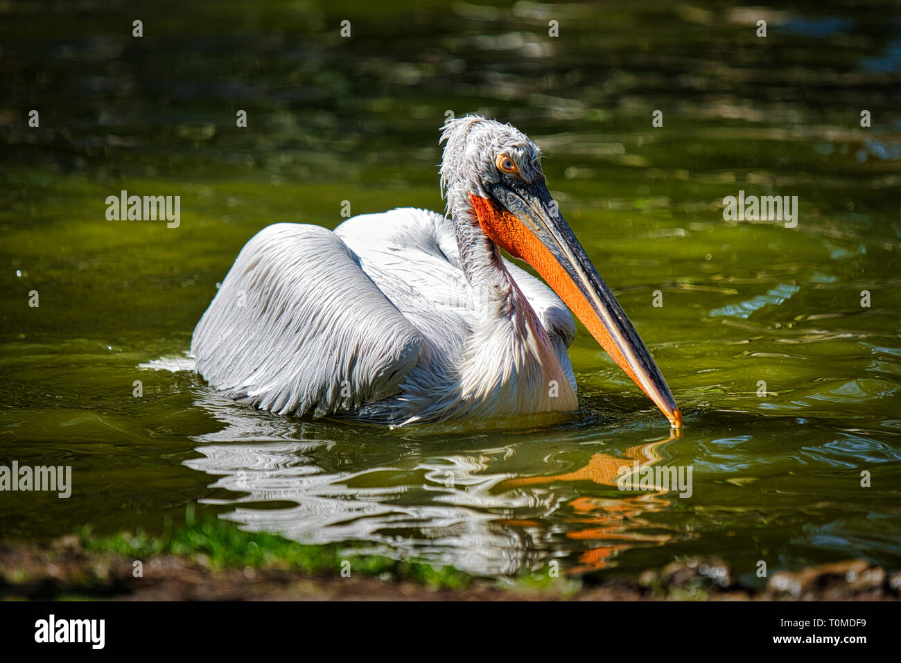 Les animaux sauvages de la faune Zoo Photo Stock - Alamy