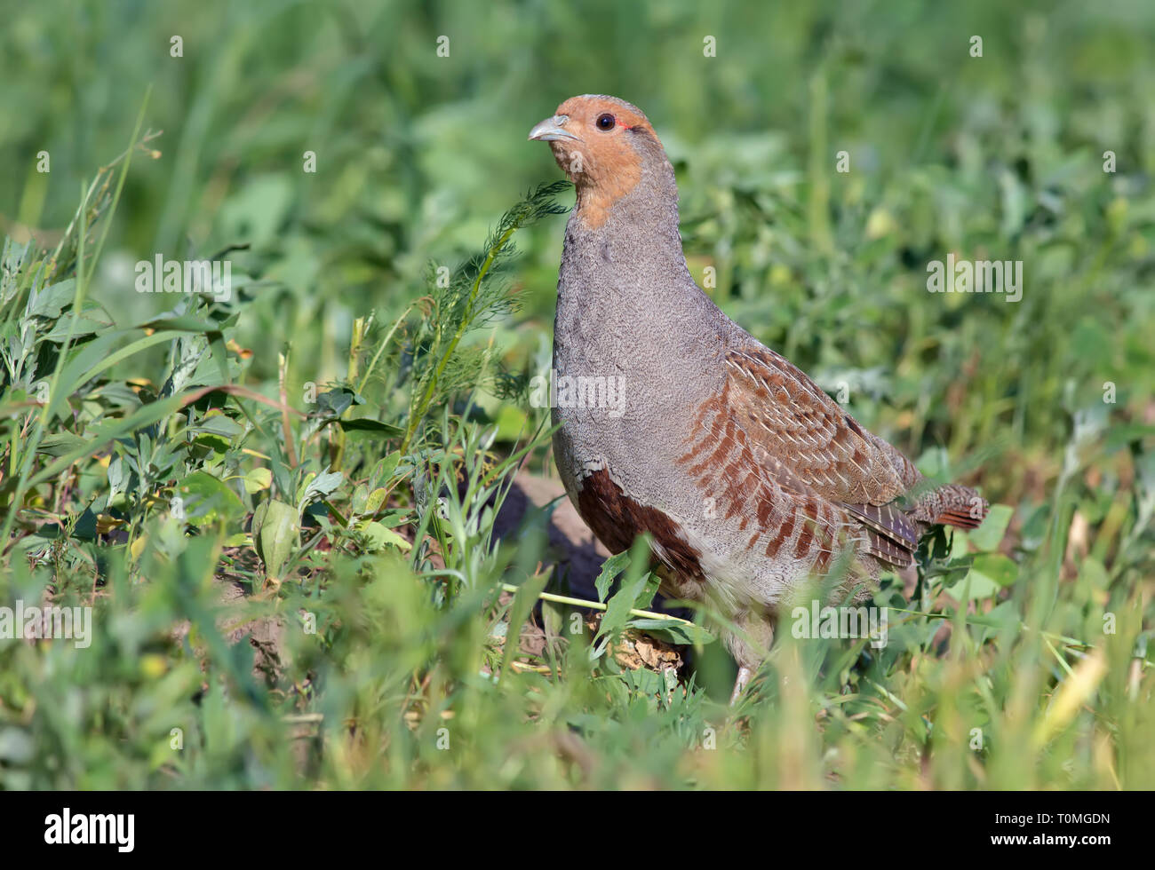 Perdrix perdrix gris anglais Banque de photographies et d’images à ...