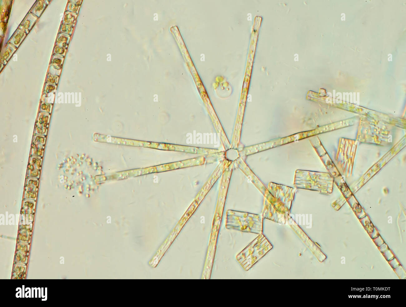 Micro, microscope, instrument, microscopie, science, recherche, petits ...