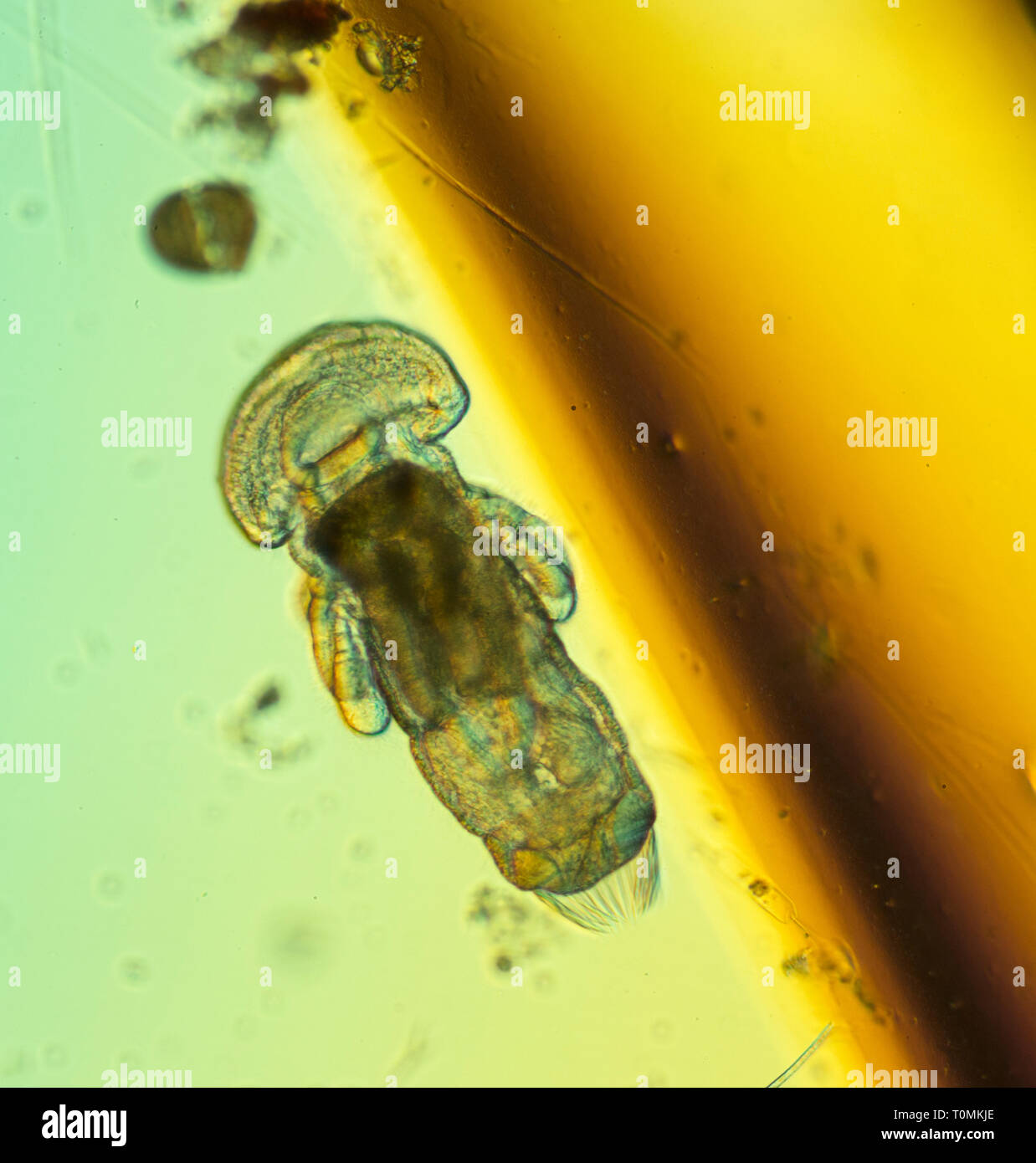 Micro, microscope, instrument, microscopie, science, recherche, petits ...