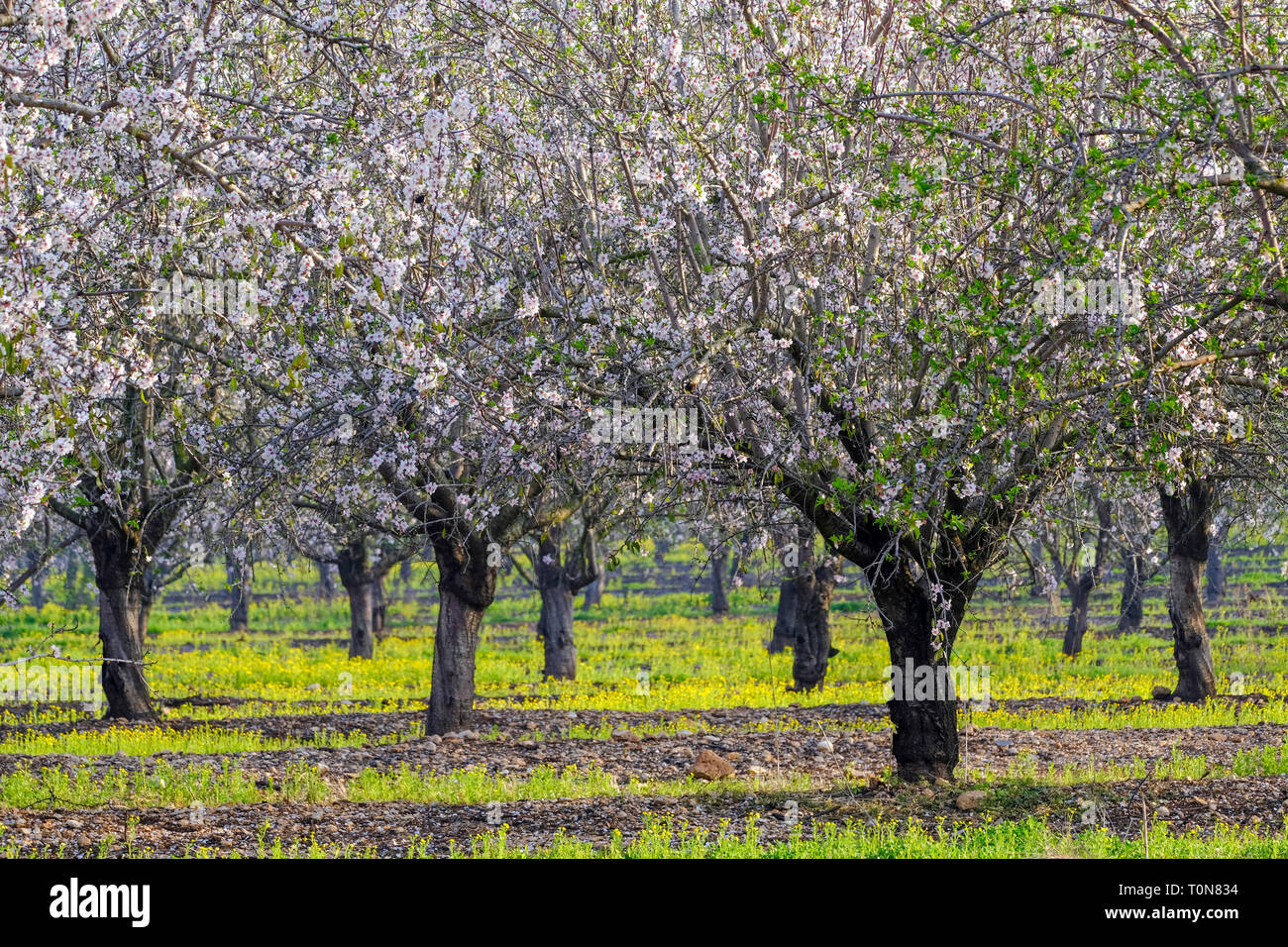 Amandiers en fleurs dans les plantations Banque de photographies et d’images à haute résolution ...