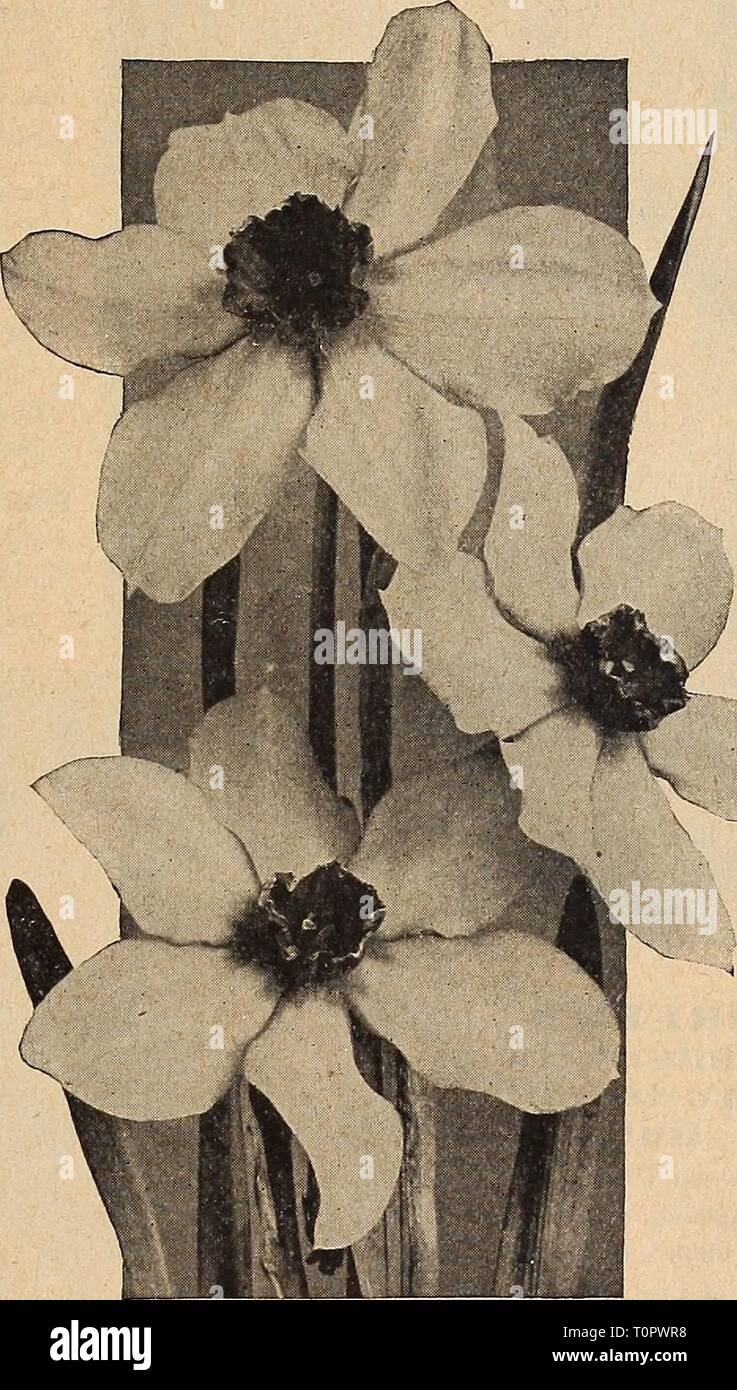 Fleurs en forme de calice Banque de photographies et d’images à haute ...