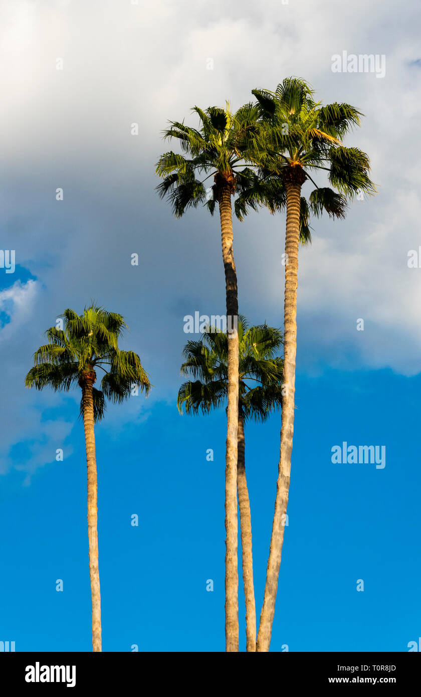 Grands palmiers Banque de photographies et d’images à haute résolution ...