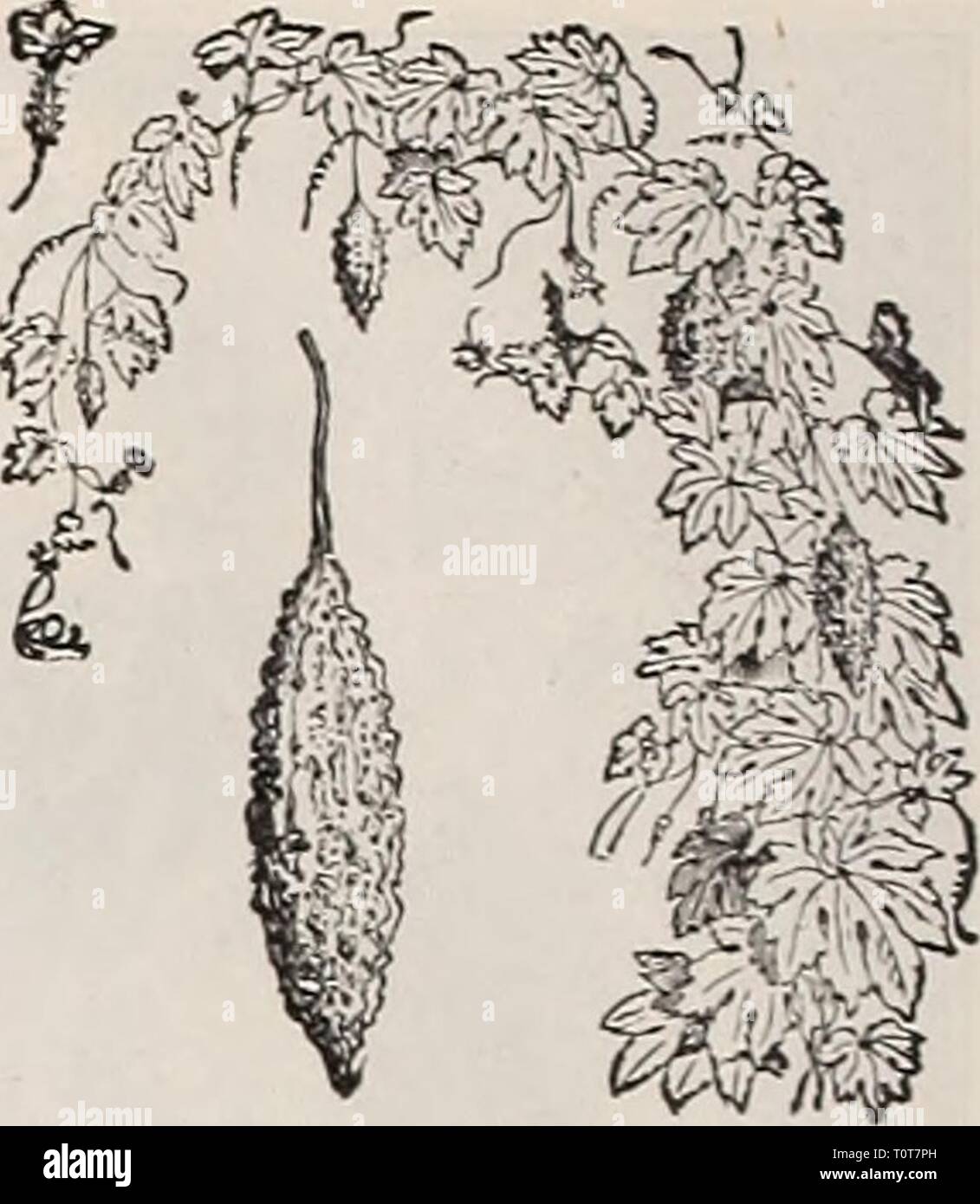 Musa rosea Banque de photographies et d’images à haute résolution - Alamy