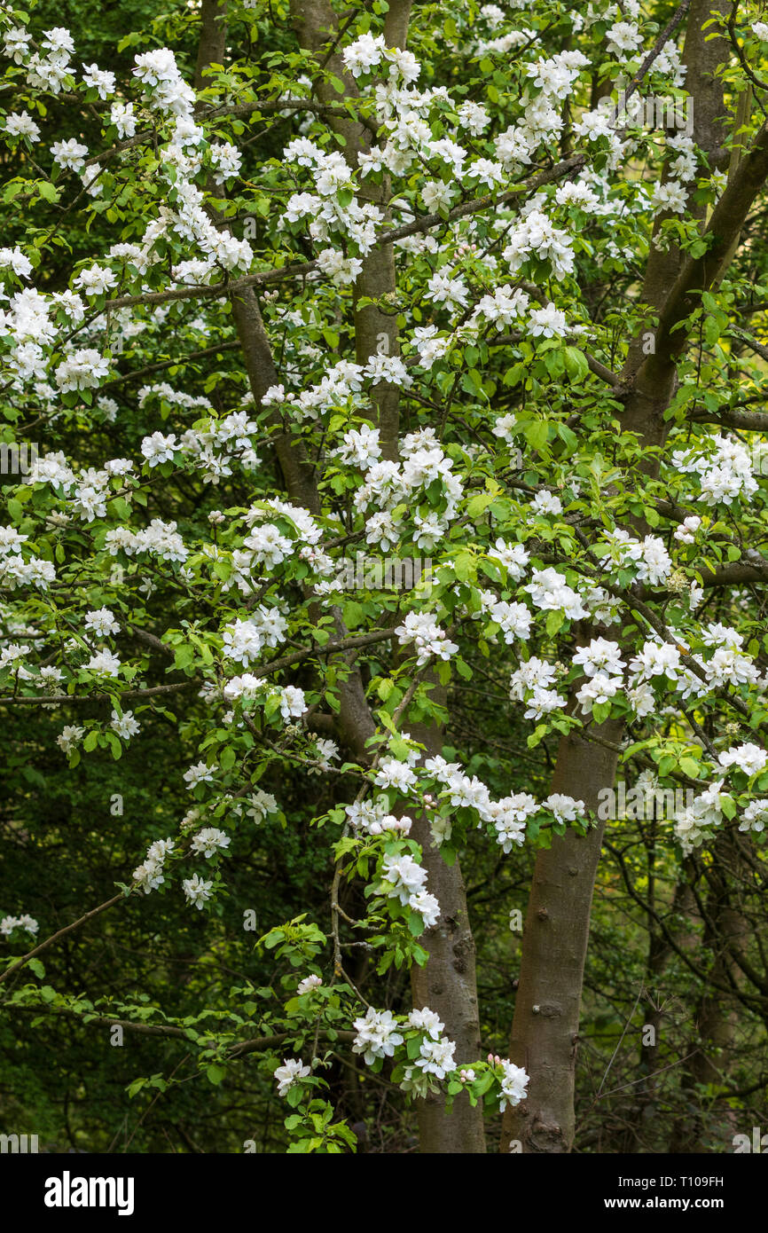 Crataegus commun monogyna Banque de photographies et d’images à haute ...