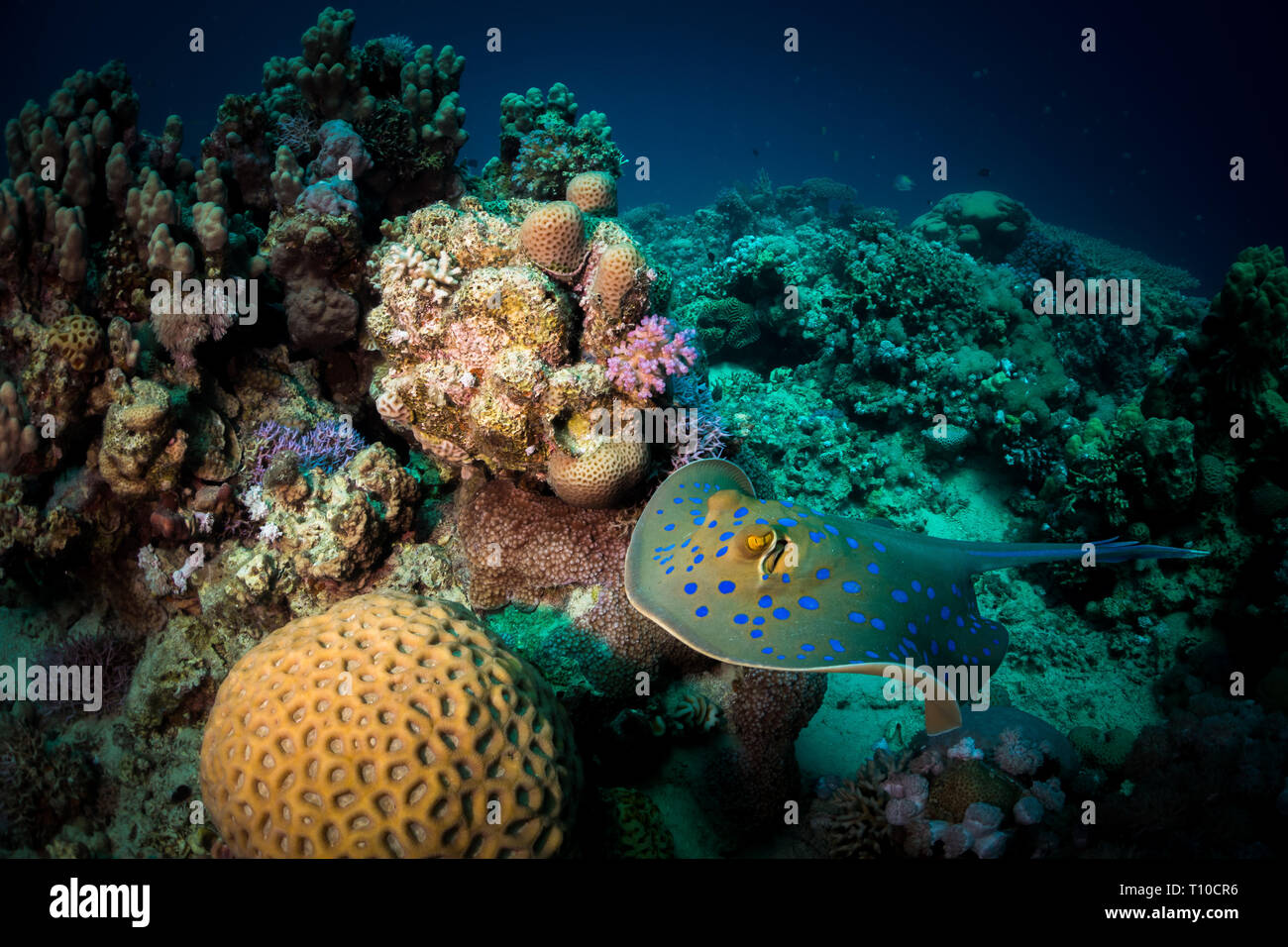 Poisson de mer rouge a tache bleu Banque de photographies et d’images à ...