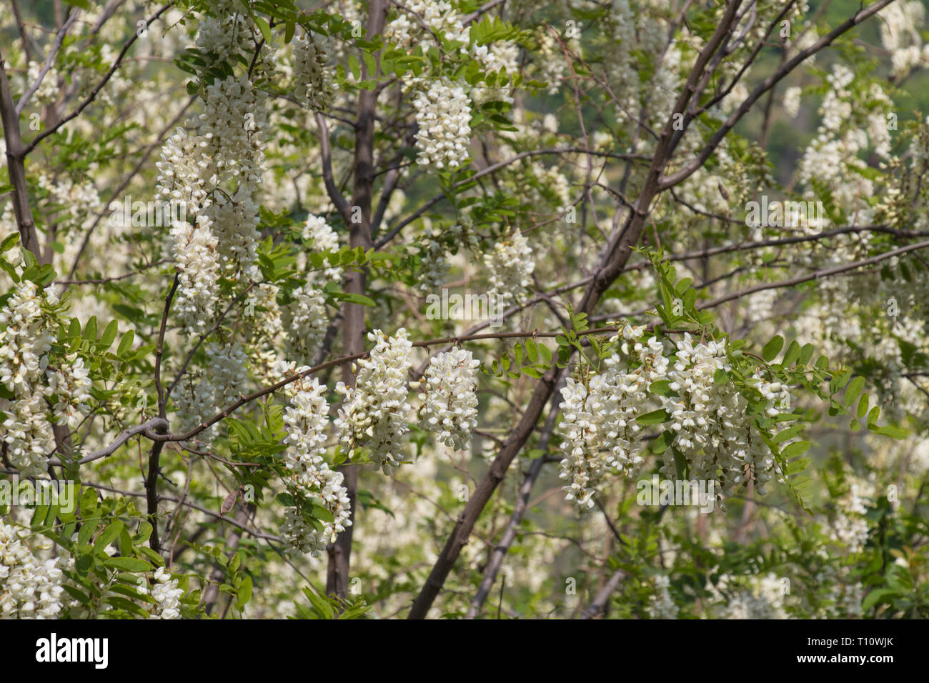 Fleur Acacia Flore Blanche Banque d'image et photos - Alamy