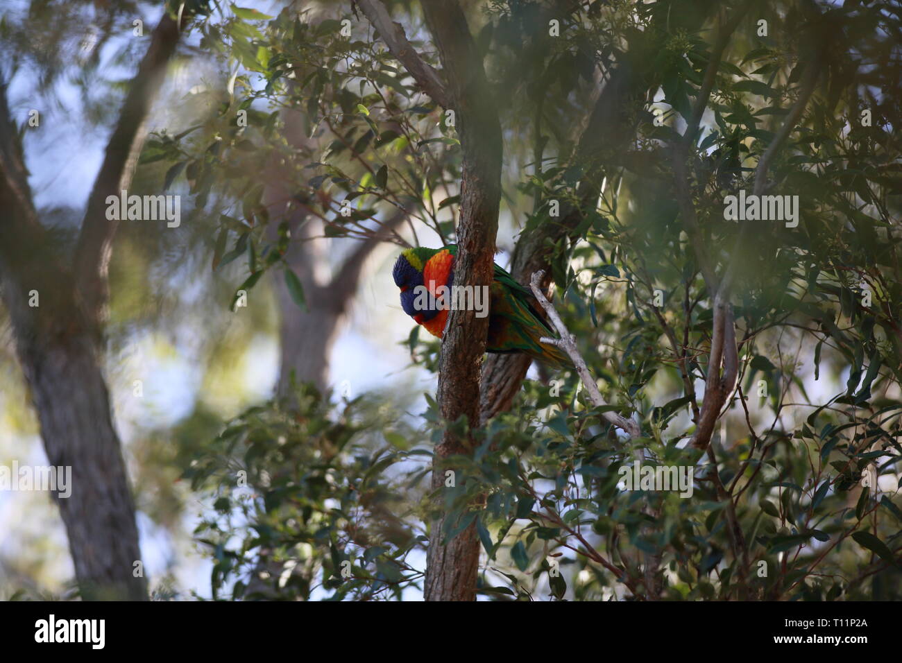 True parrots Banque de photographies et d’images à haute résolution - Alamy