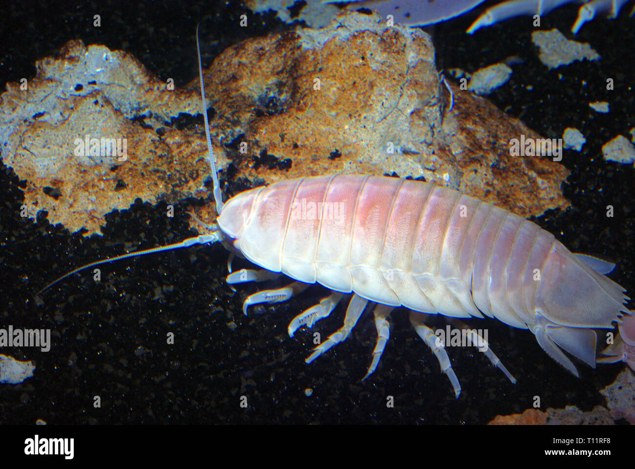 Giant deep sea isopod bathynomus giganteus Banque d'image et photos - Alamy