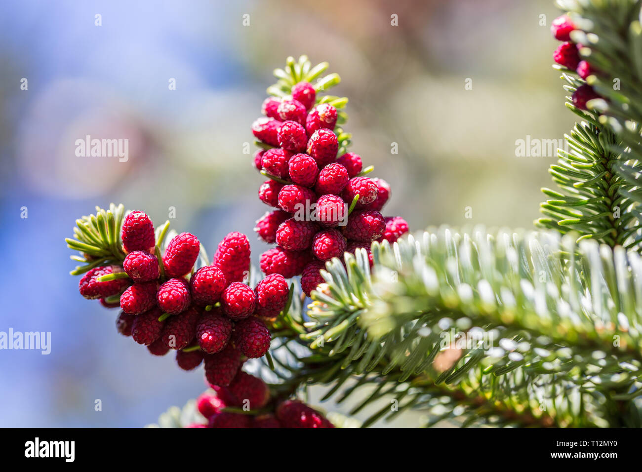 Plante rouge et verte Banque de photographies et d’images à haute ...