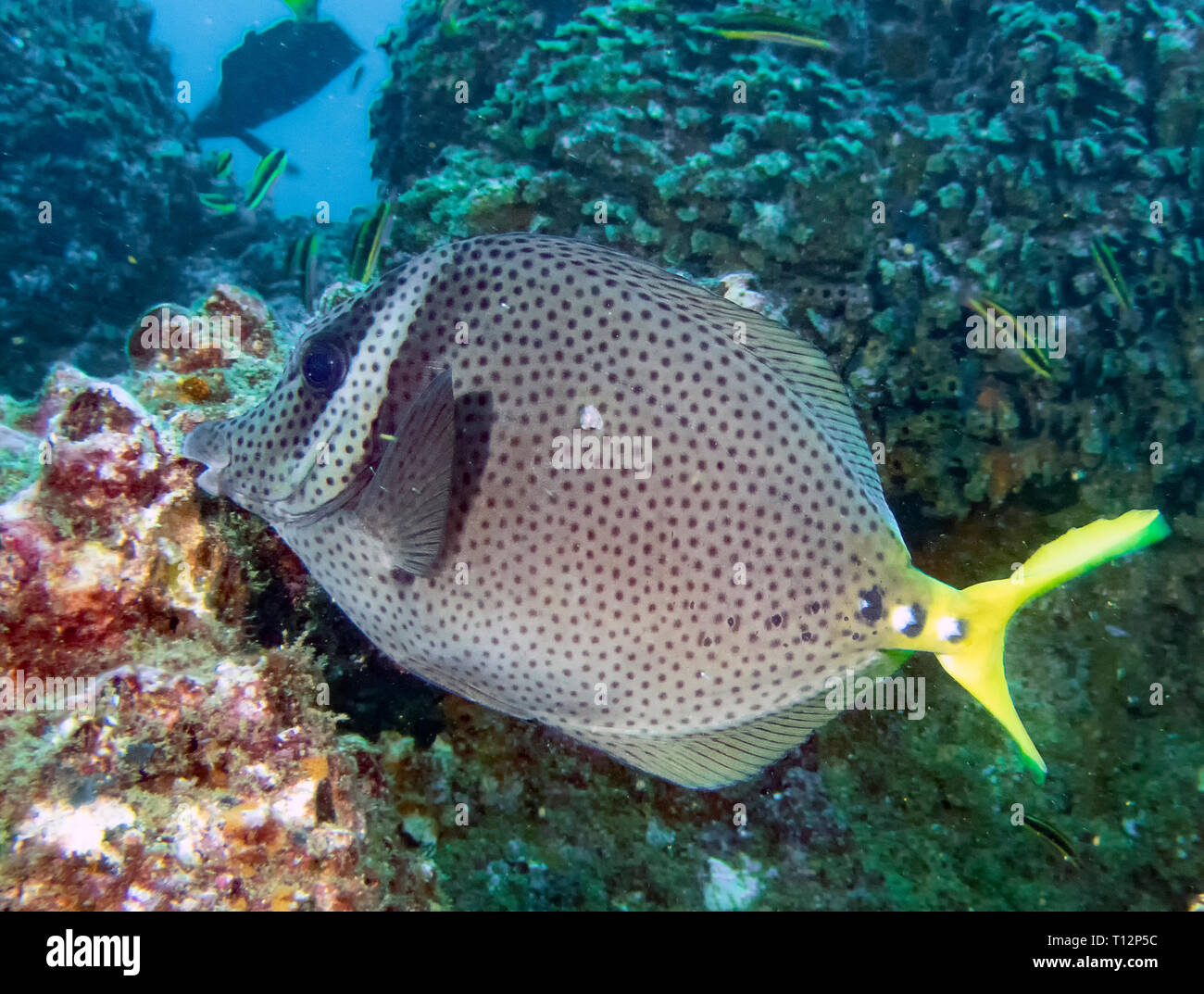 Poisson Chirurgien à queue jaune (Prionurus punctatus Photo Stock - Alamy