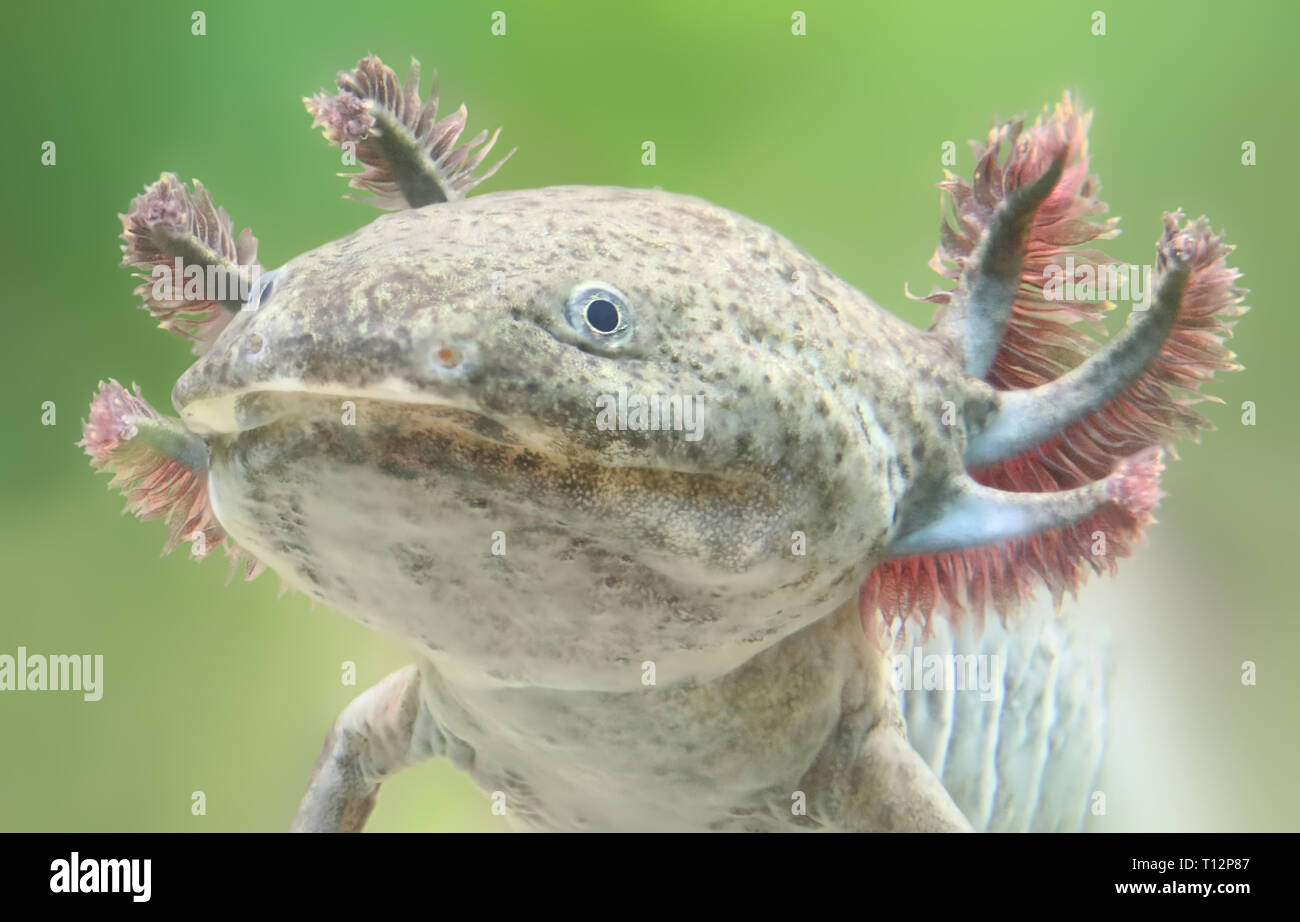 Ambystoma mexicanum axolotl Banque de photographies et d’images à haute ...
