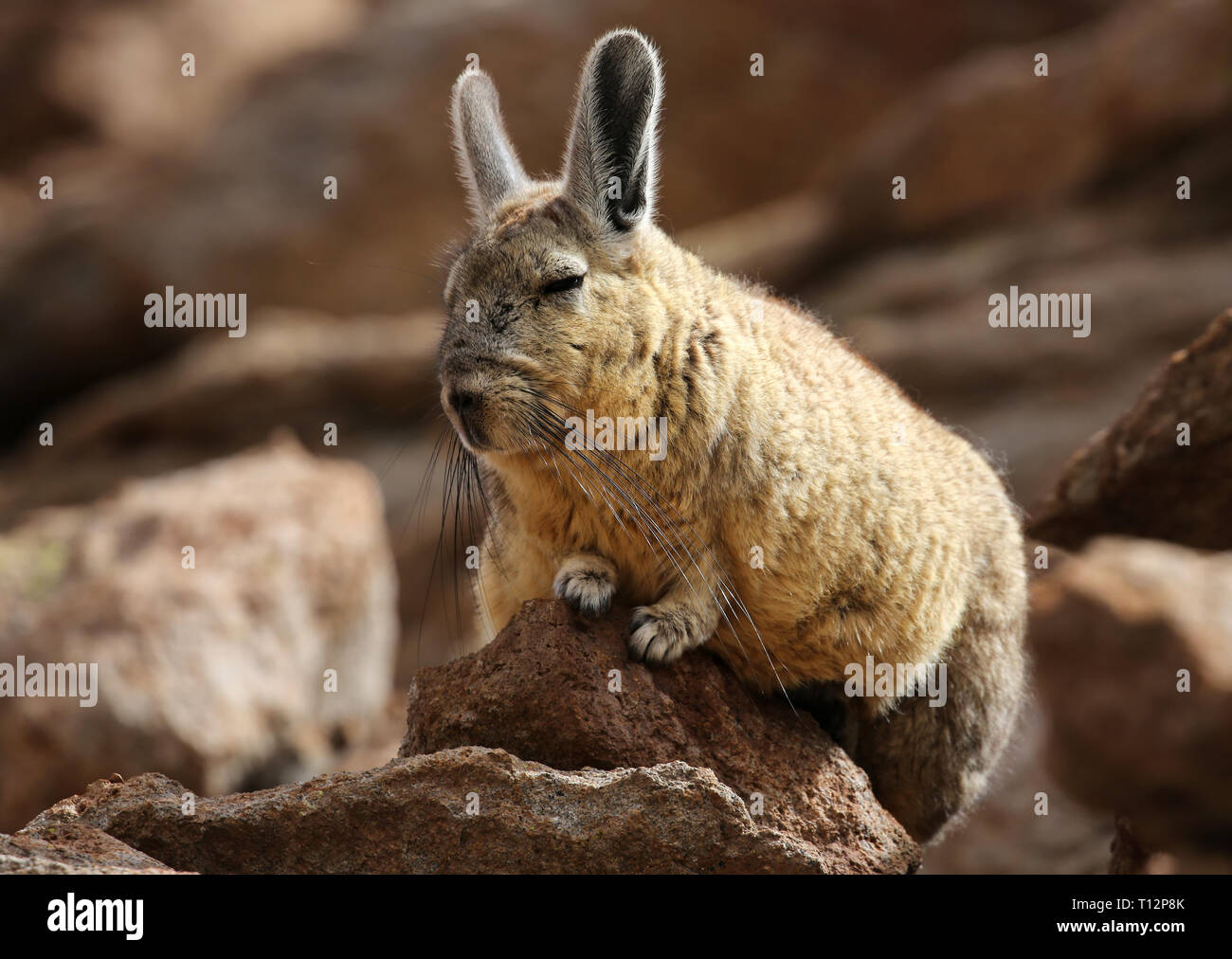 Lagidium de viscacha de montagne Banque de photographies et d’images à ...