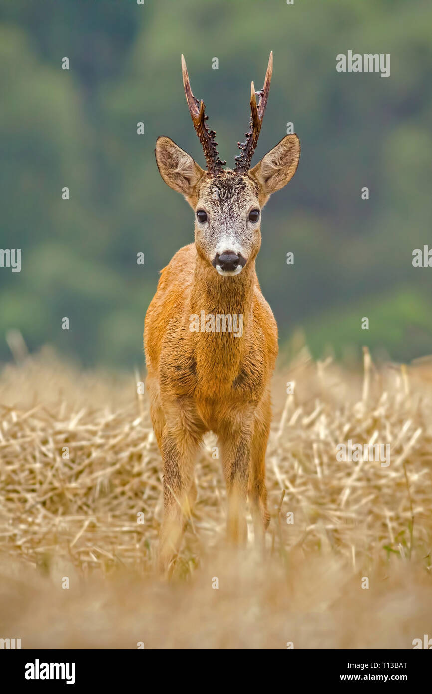 Chevreuil sans bois Banque de photographies et d’images à haute ...