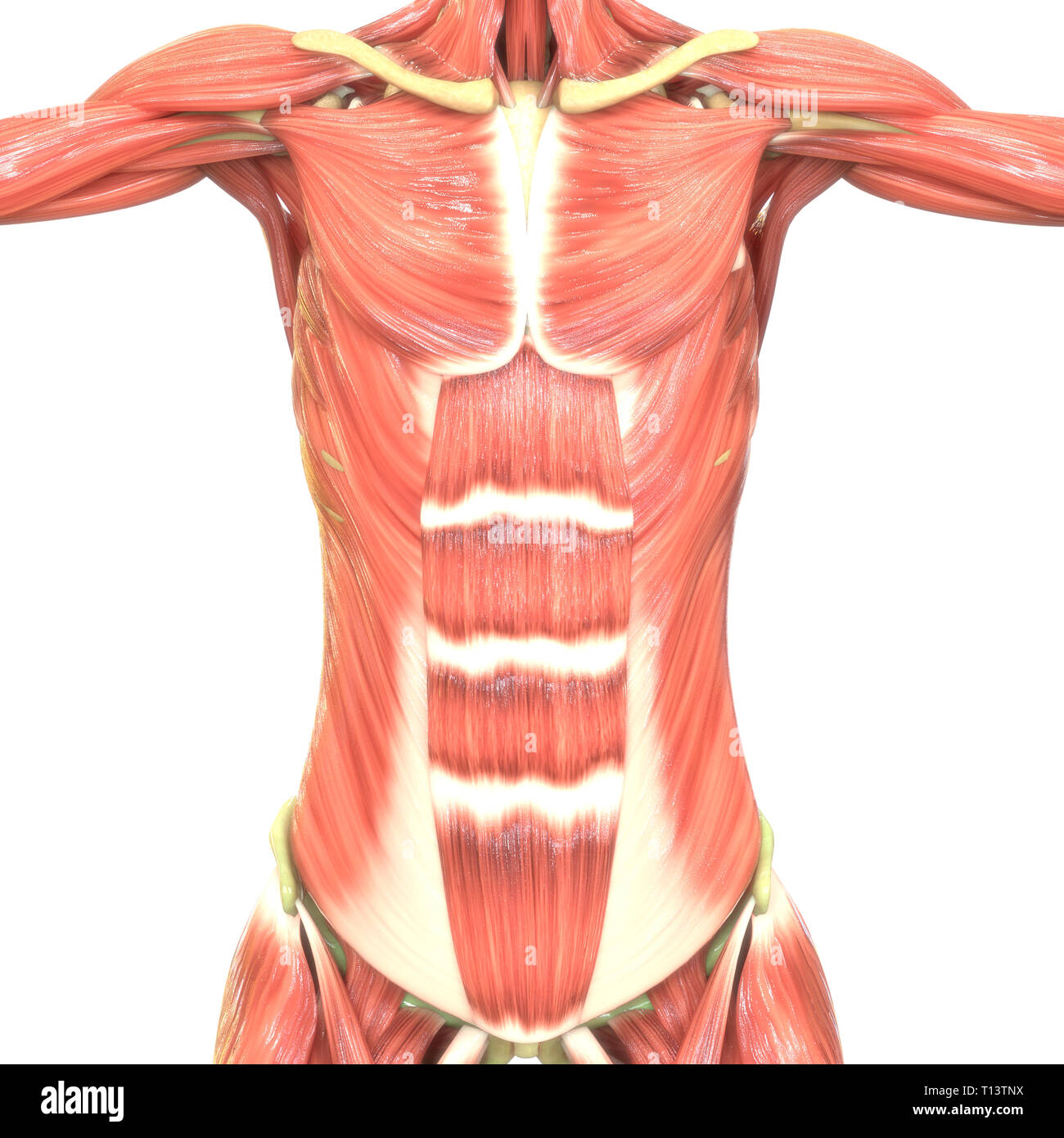 Anatomie des muscles du corps humain Photo Stock - Alamy