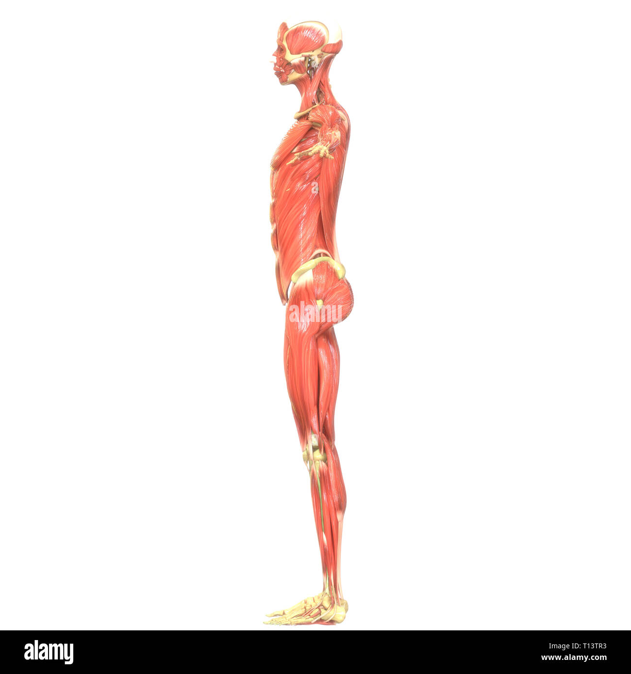 Anatomie des muscles du corps humain Photo Stock - Alamy
