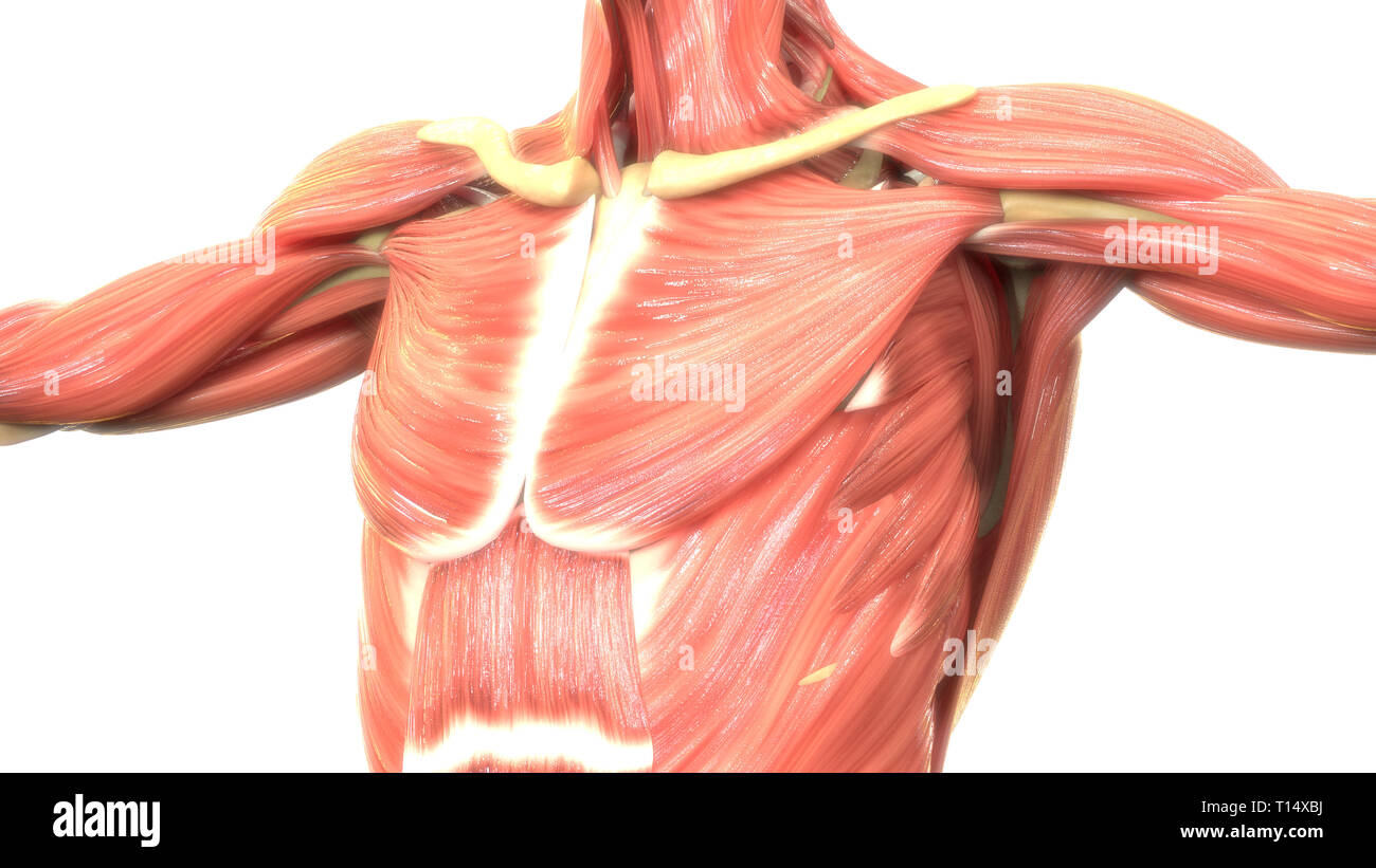 Anatomie des muscles du corps humain Photo Stock - Alamy