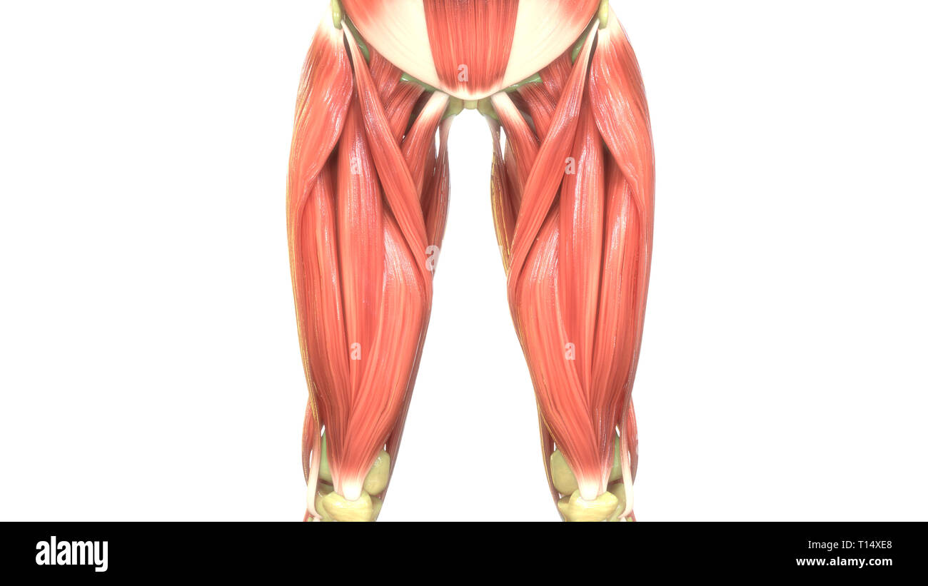 Anatomie des muscles du corps humain Photo Stock - Alamy